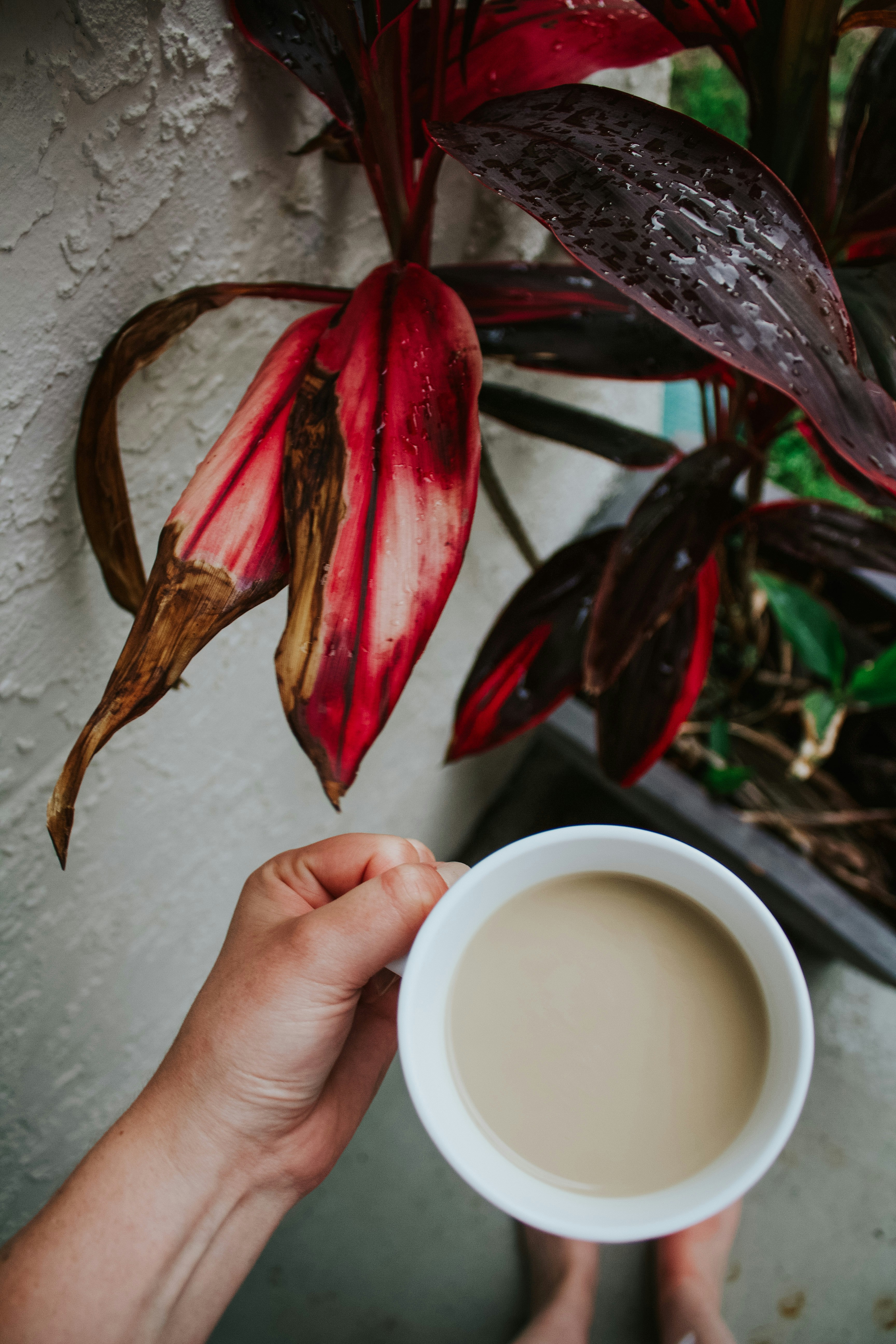 Cradled Latte Beneath Crimson Foliage