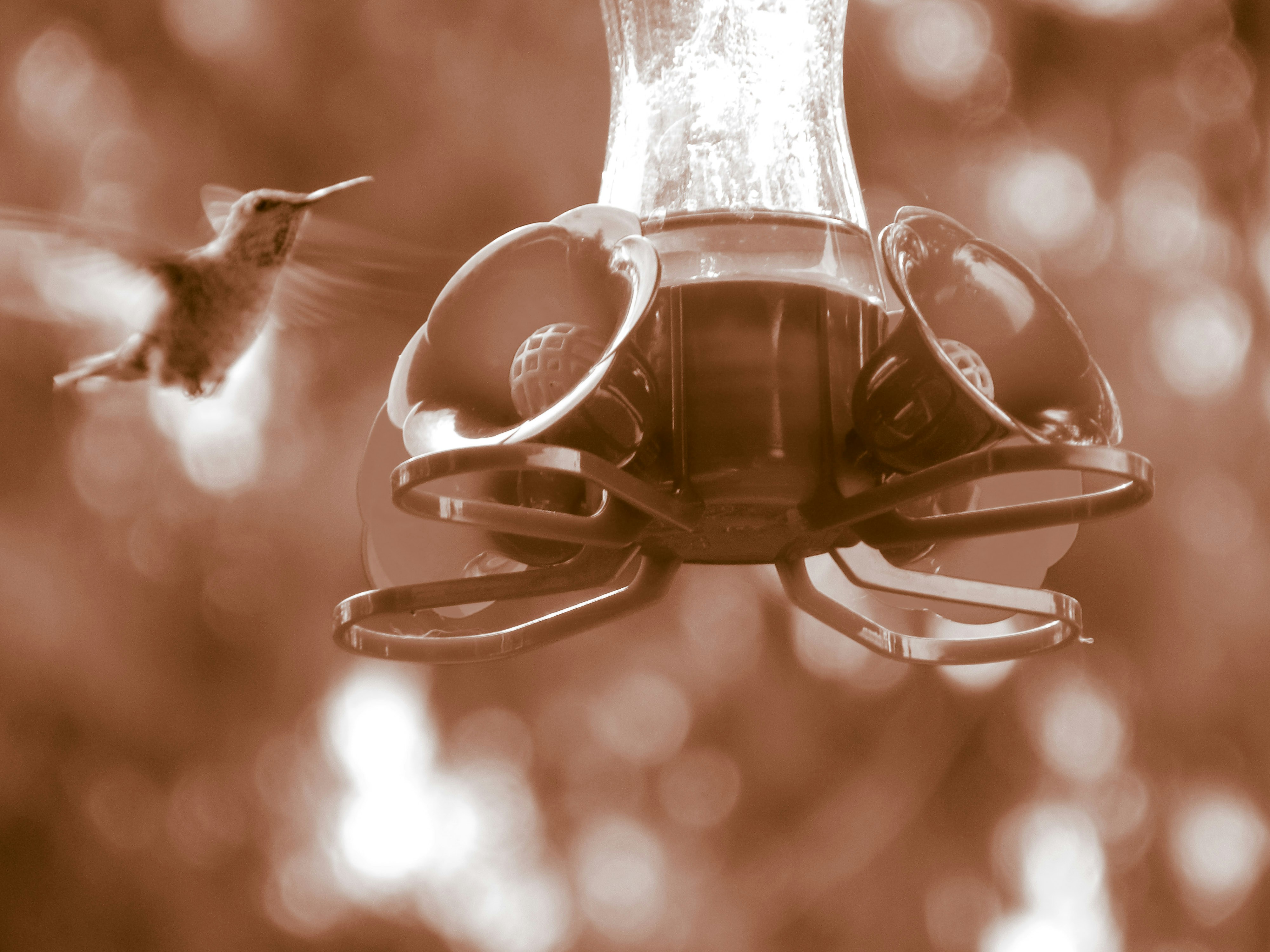 A hummingbird hovers near a nectar feeder, showcasing its delicate wings in motion against a softly blurred background.