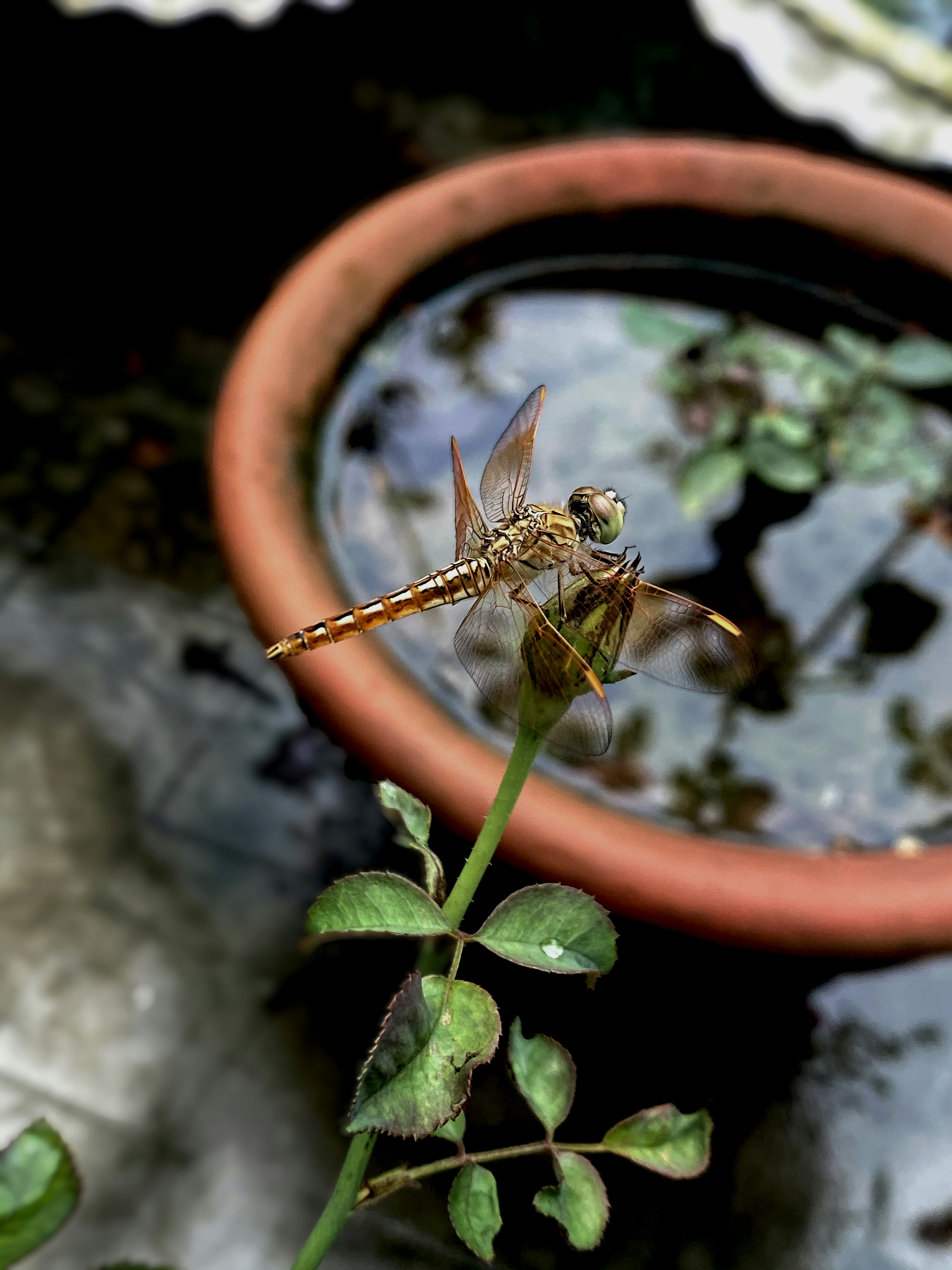 Rust-Gold Dragonfly on a Green Stem Over a Quiet Terracotta Pot