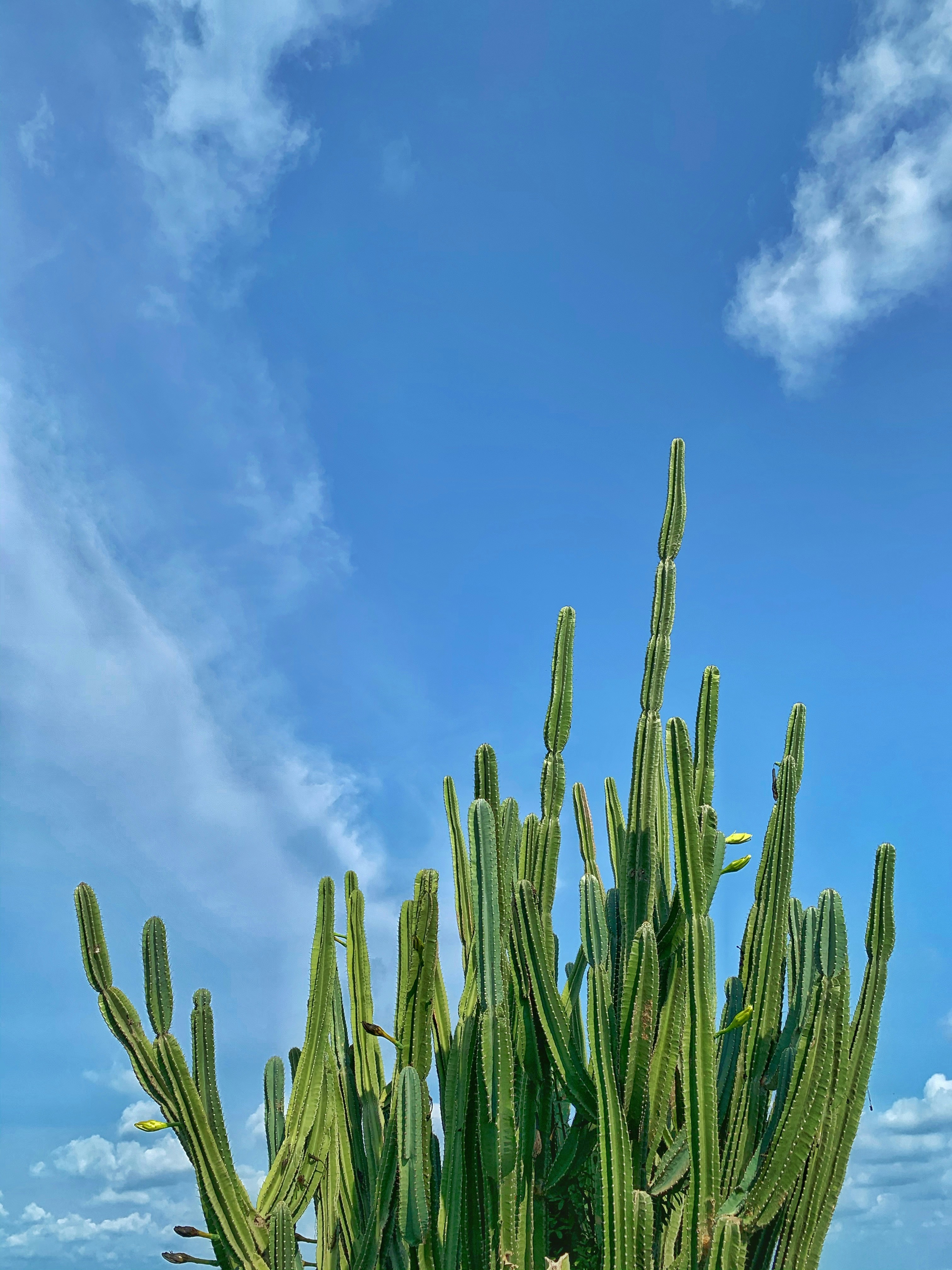 Tall cacti reaching towards a bright blue sky with wispy clouds, showcasing the beauty of desert flora.