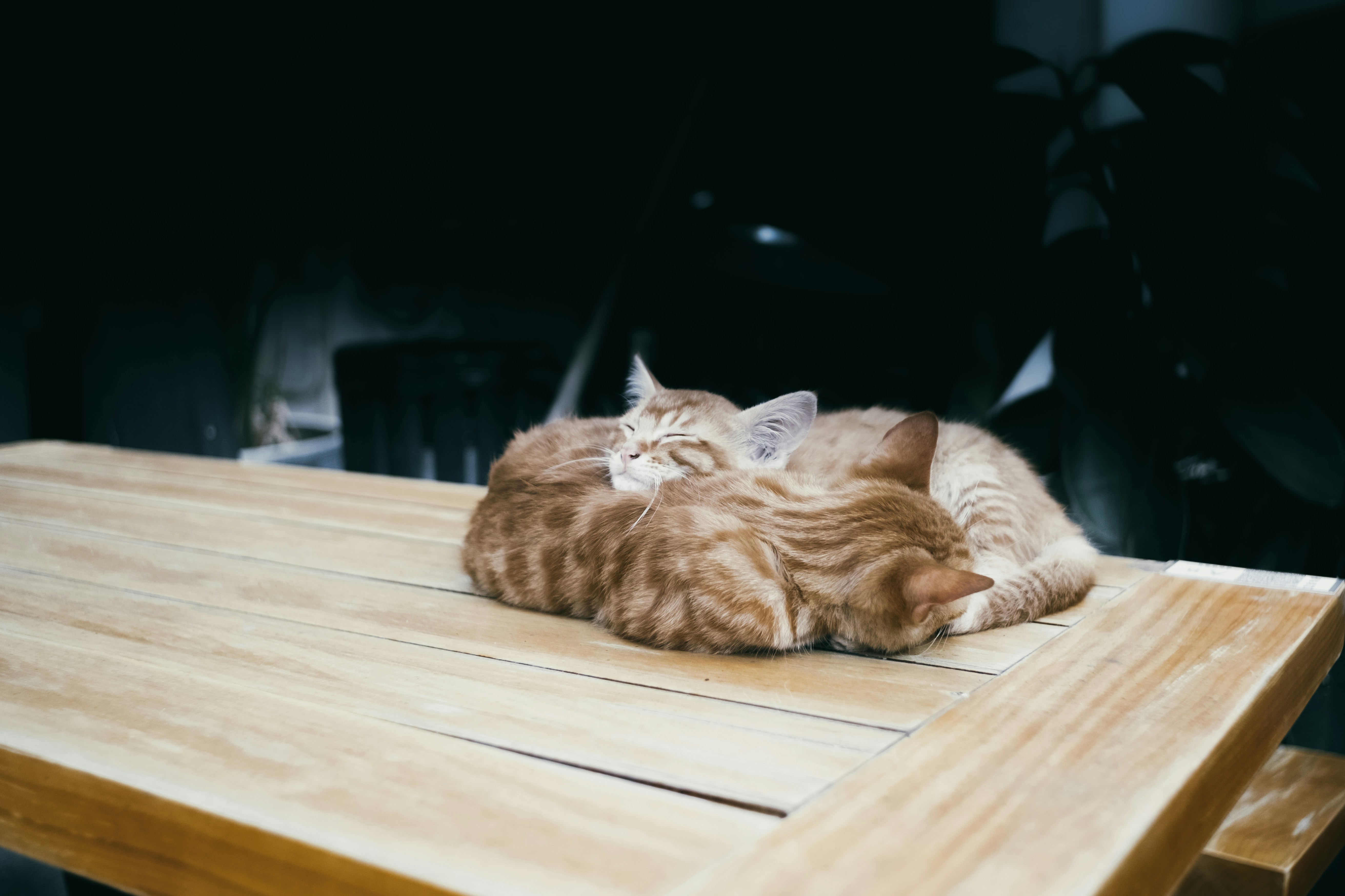 Orange tabby cat on brown wooden table photo – Free Cat Image on Unsplash