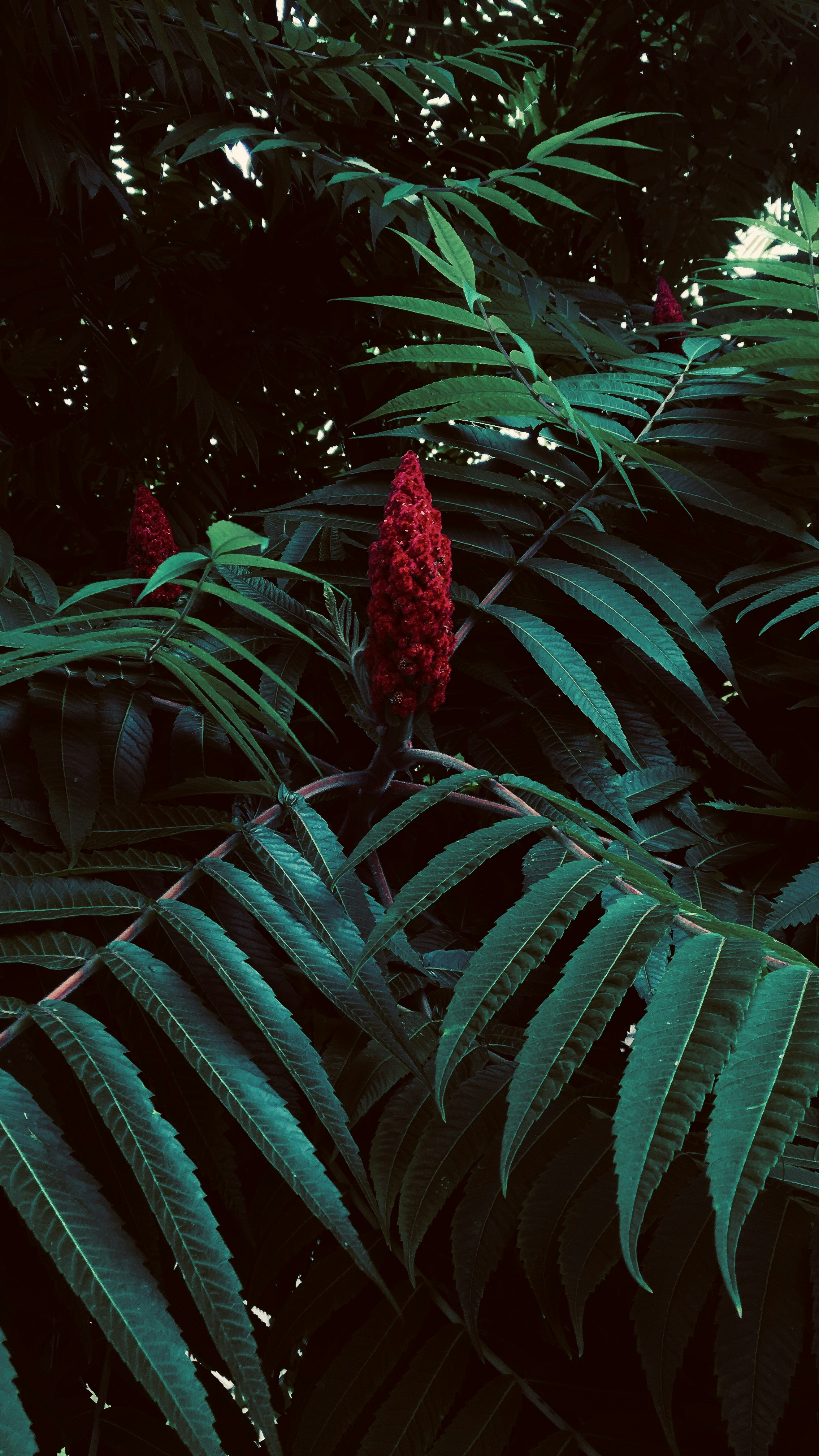 Crimson Spike Rising Through Velvet Foliage