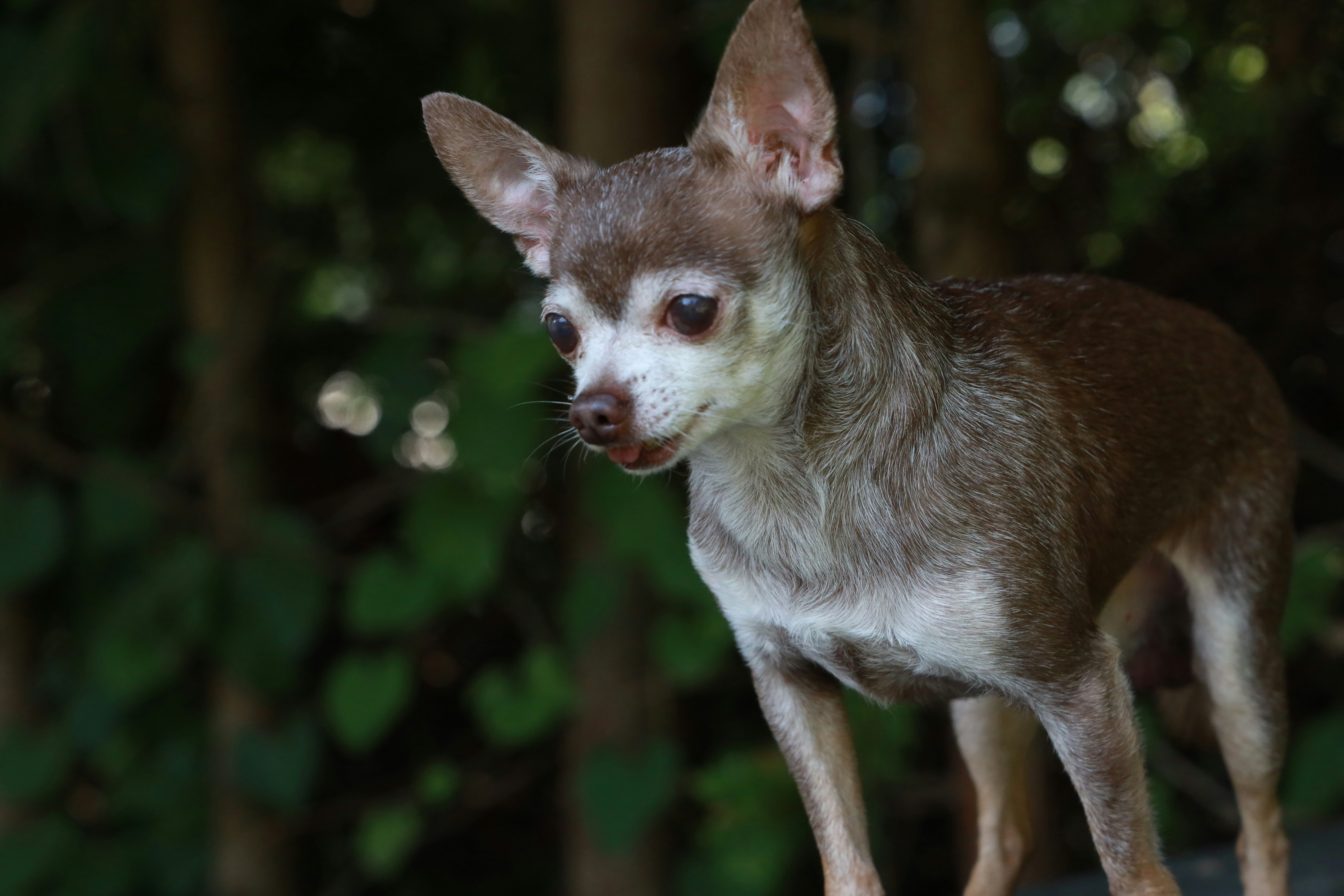 Small Chihuahua standing alert against a background of green foliage.