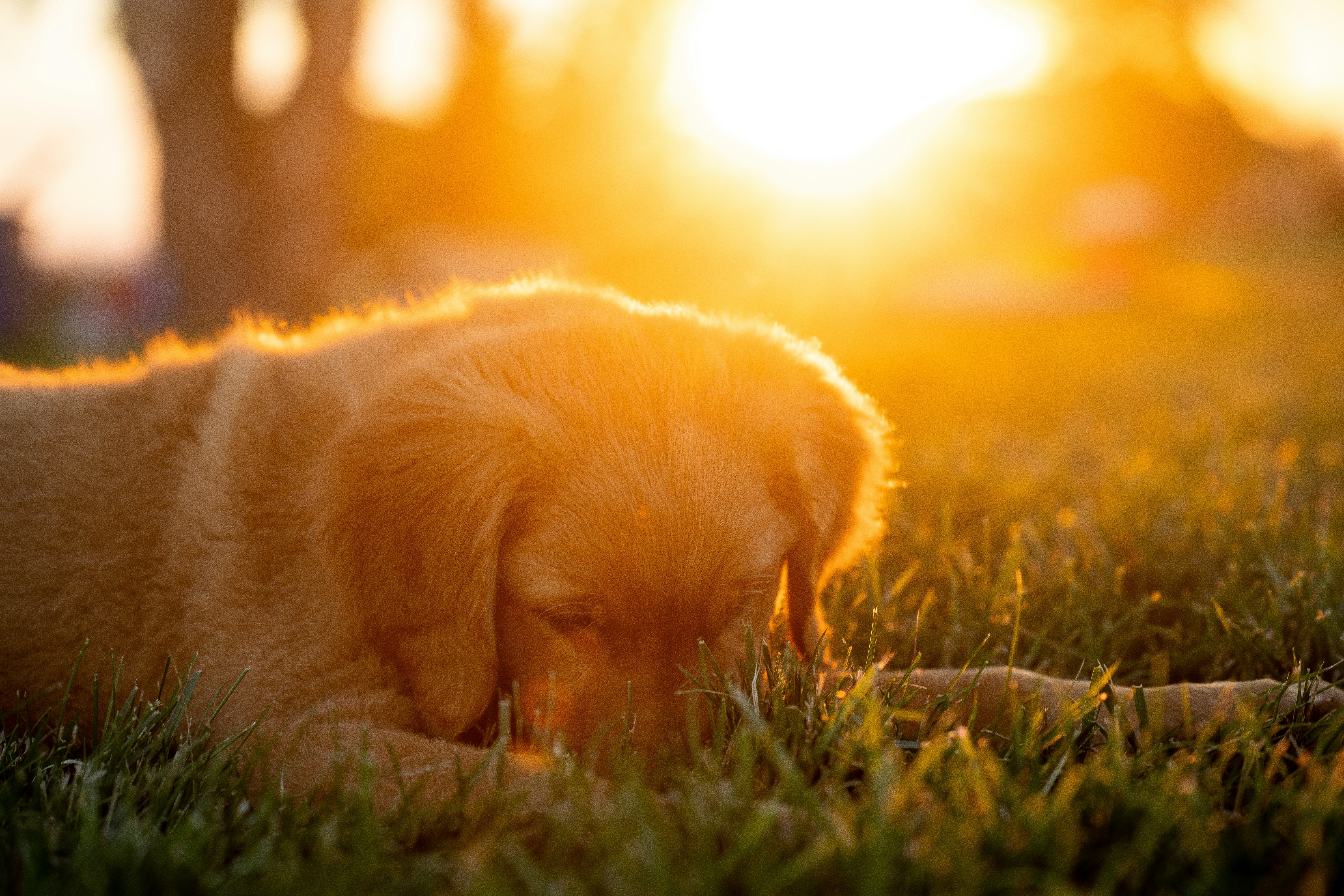 Sunlit Slumber in Golden Grass: a resting dog at sunset