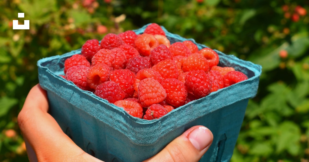 Person holding blue plastic container with red fruits photo – Free ... Person holding blue plastic container with red fruits photo – Free ...