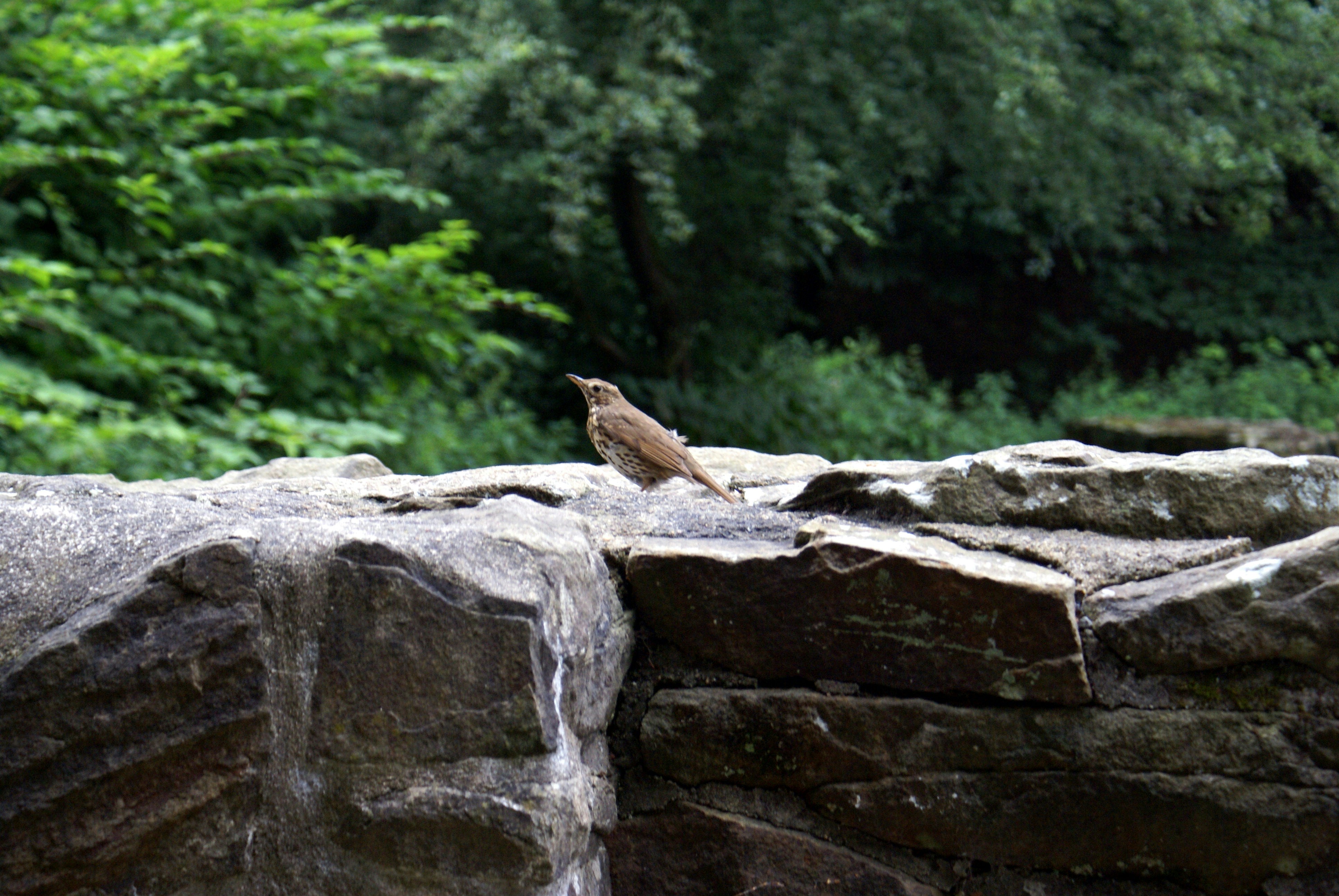 brown squirrel on brown rock
