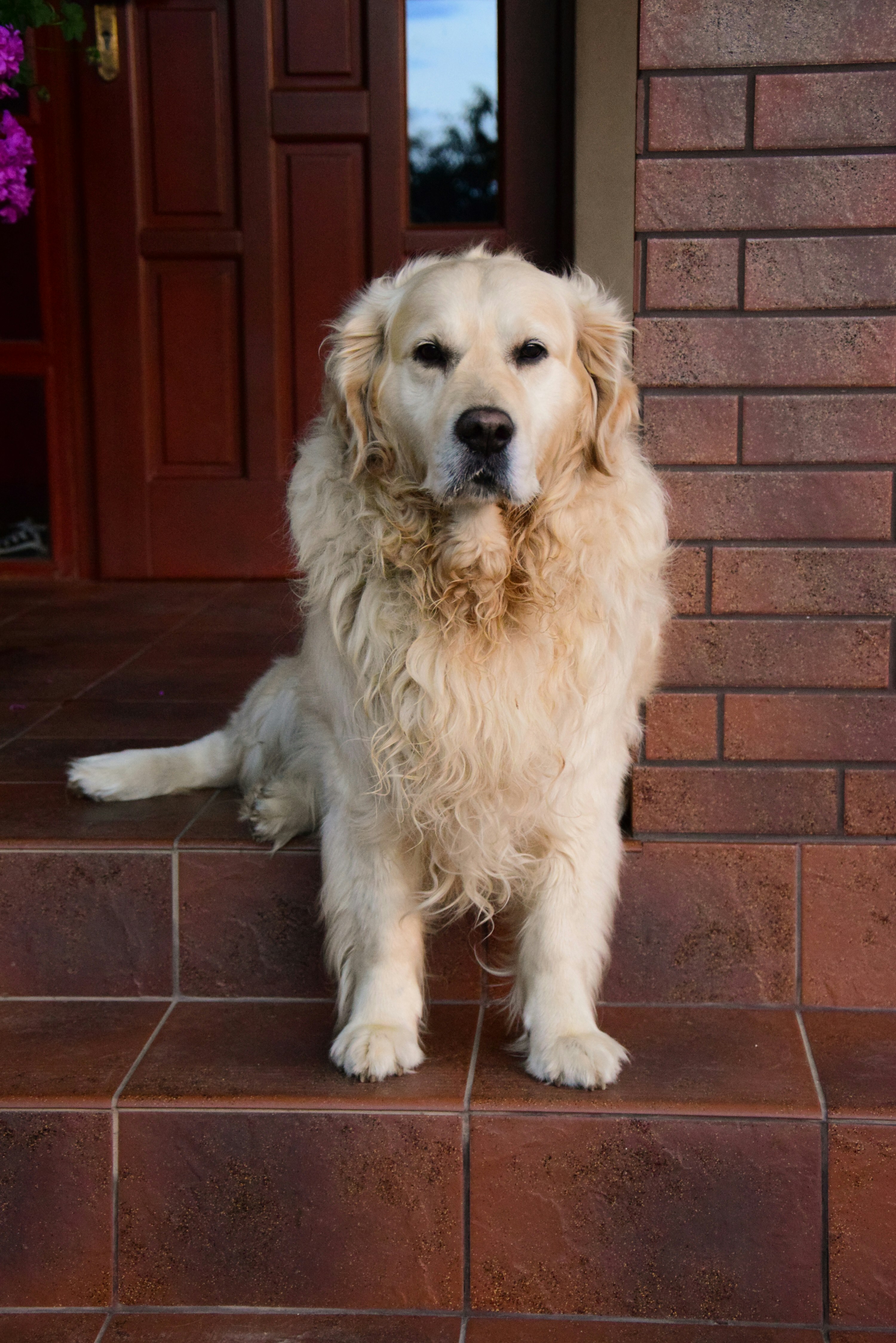 Porchbound Golden: A Golden Retriever on Brick Steps