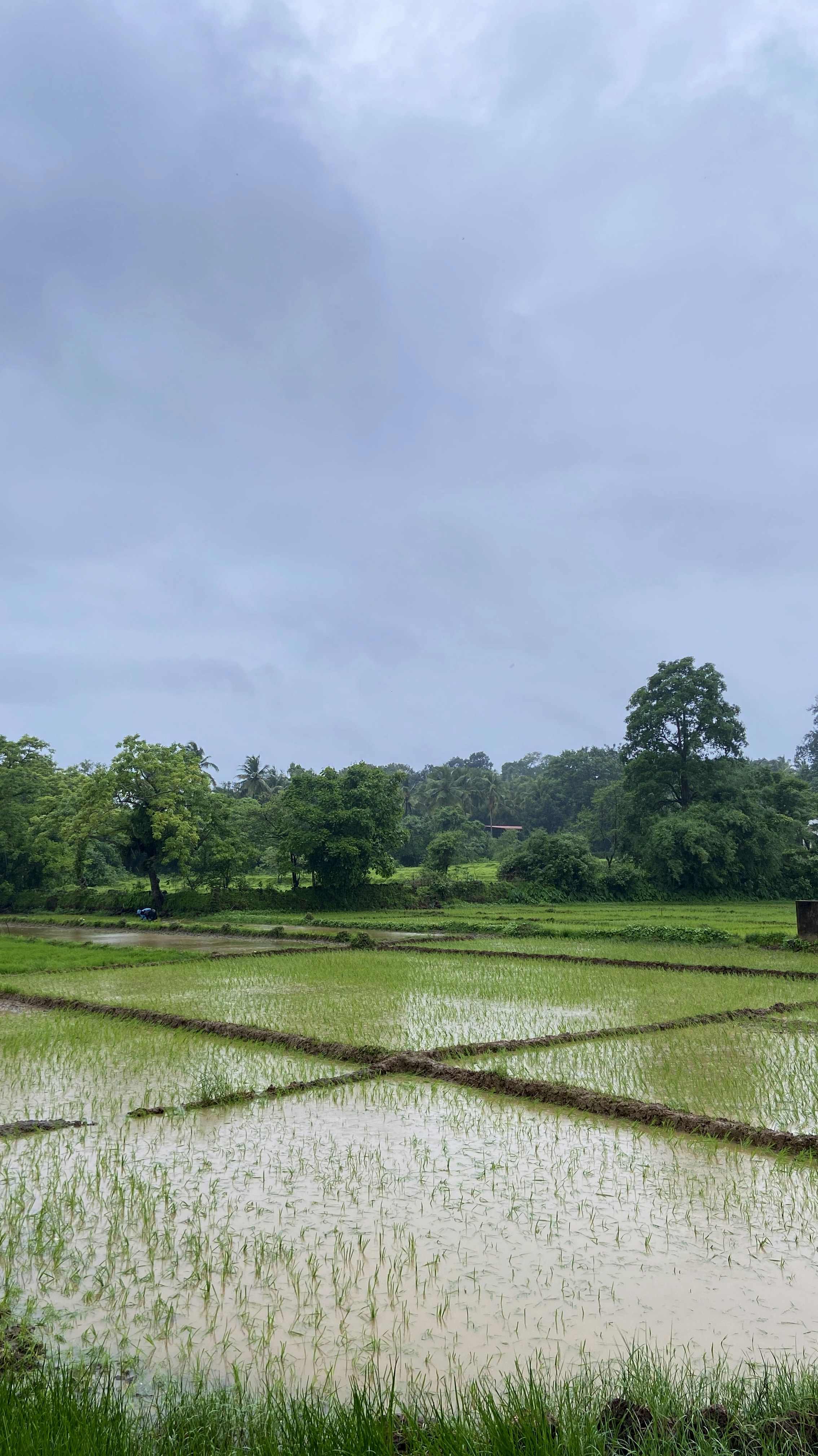 green grass field under white sky during daytime