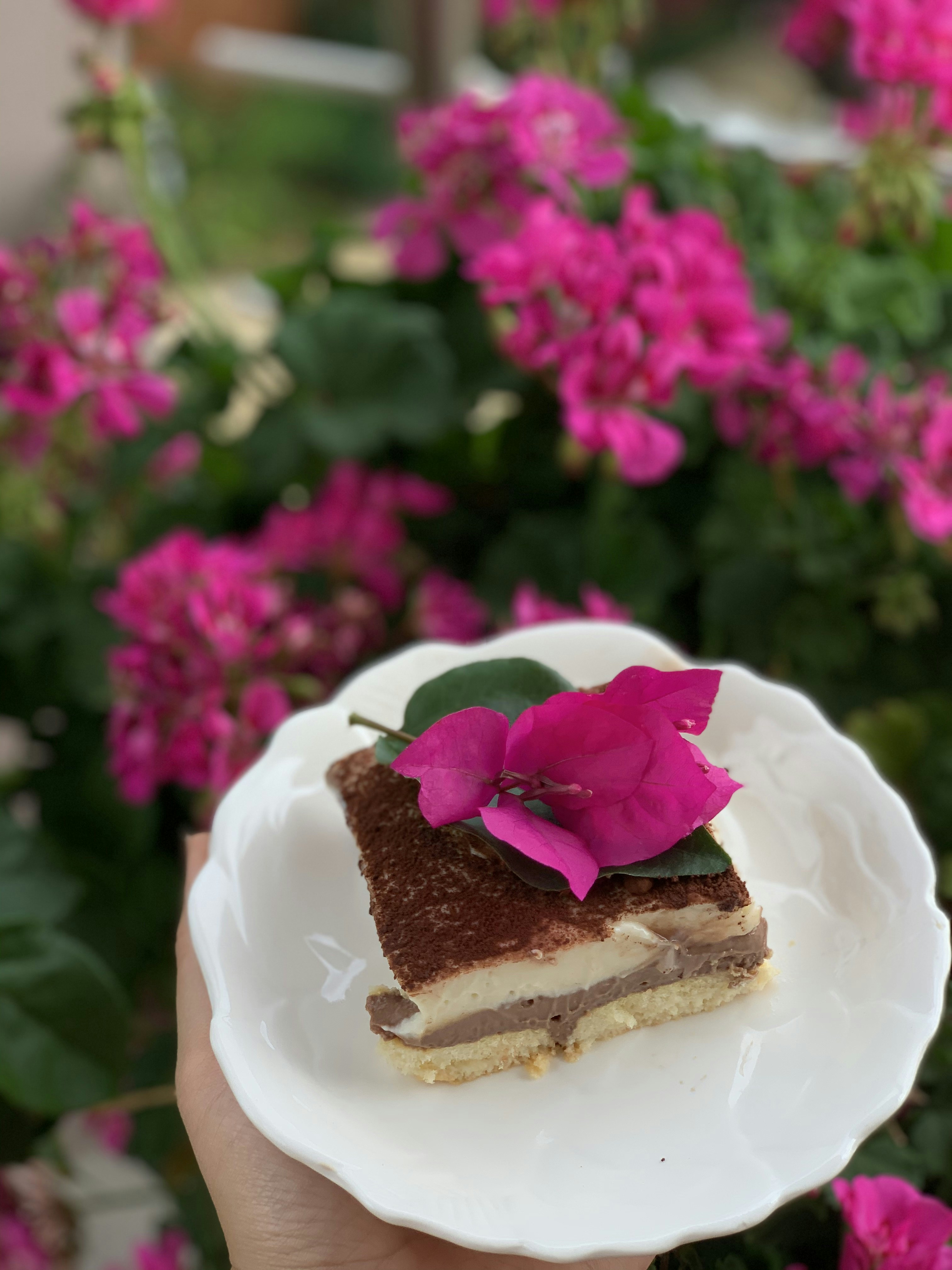 Tiramisu on a White Plate, Framed by Fuchsia Bougainvillea
