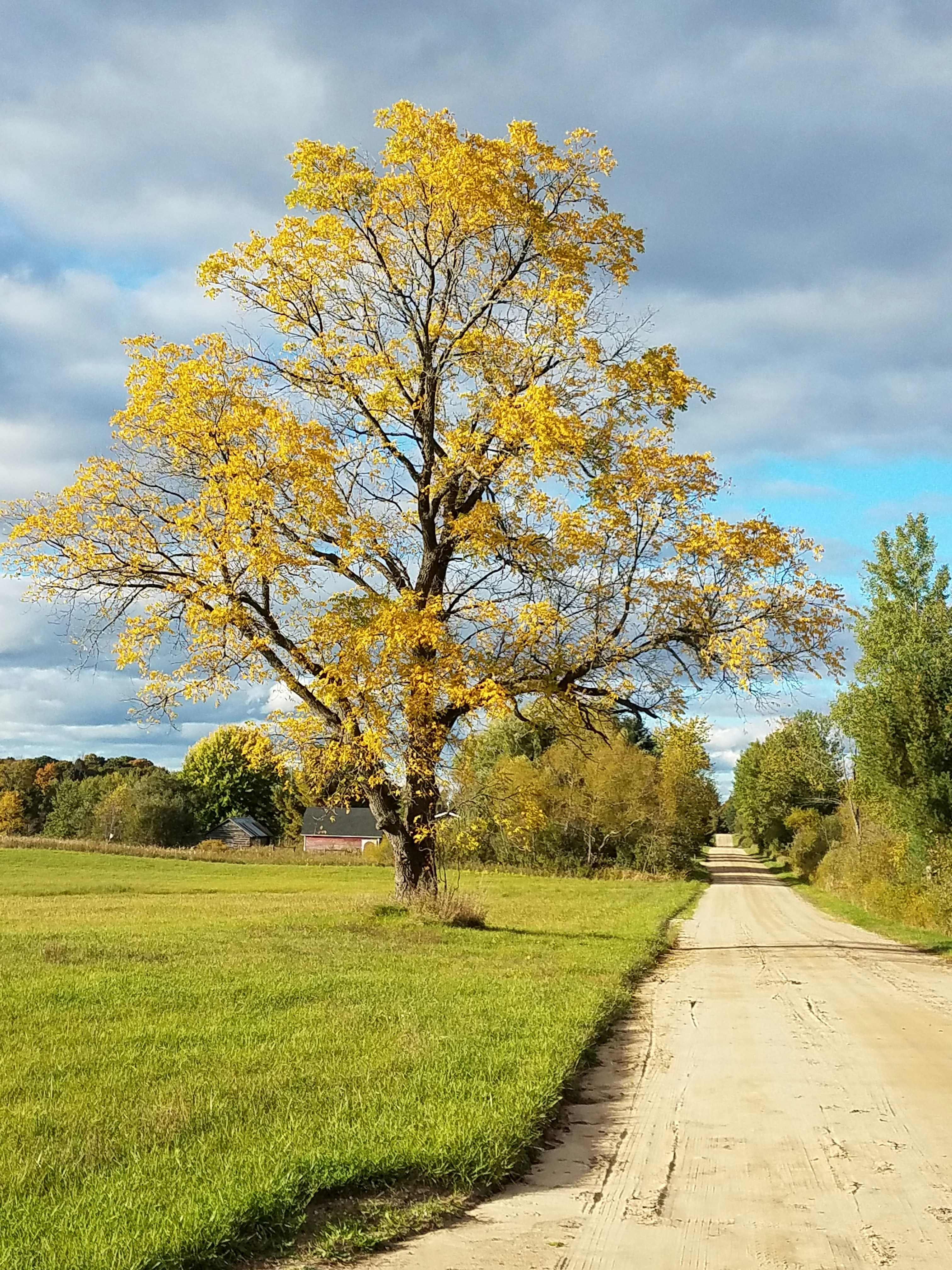 Yellow leaf tree on green grass field during daytime photo – Free Road ...