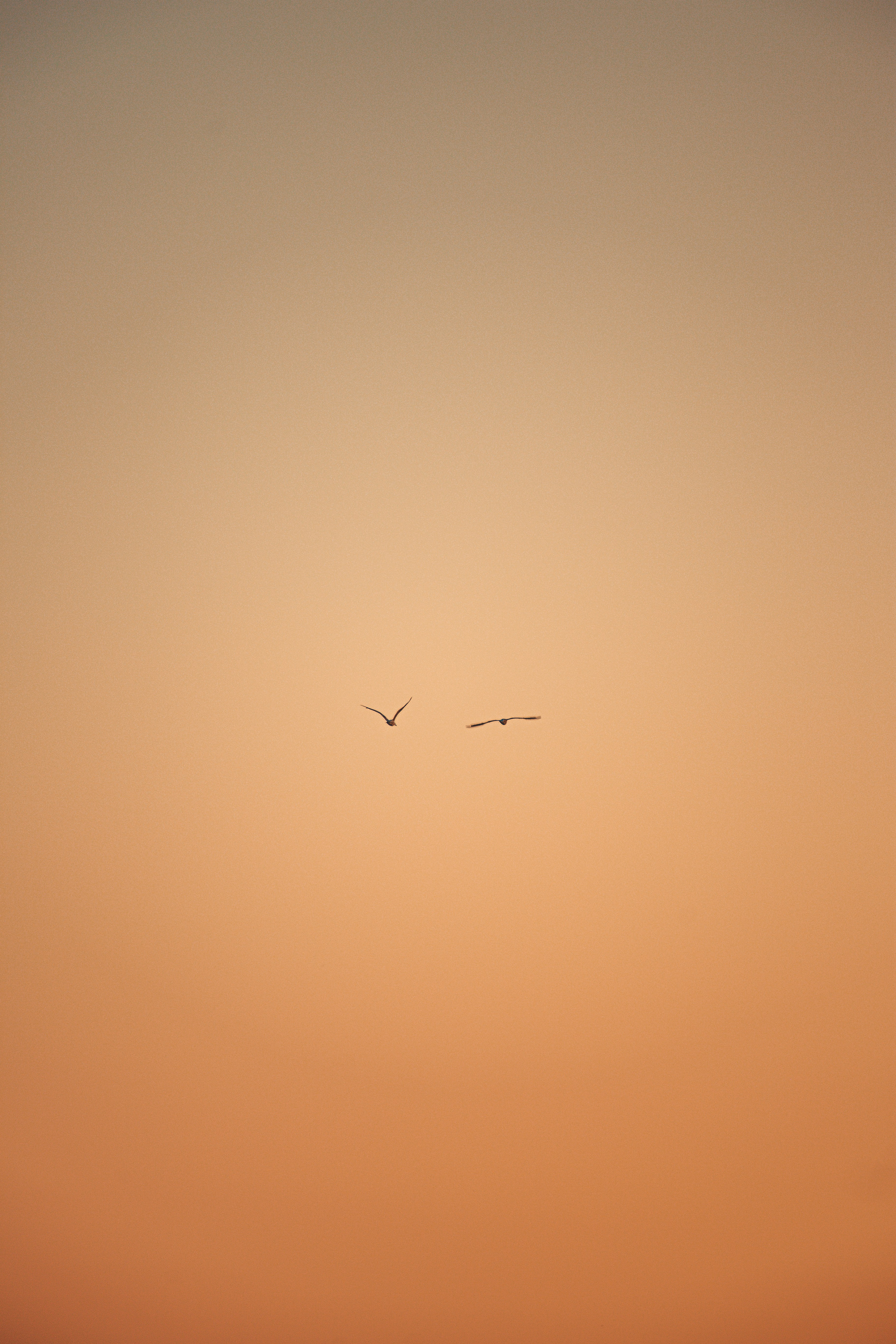 Dusk-tinted Flight: A Quiet Duo Tracing the Peach Horizon