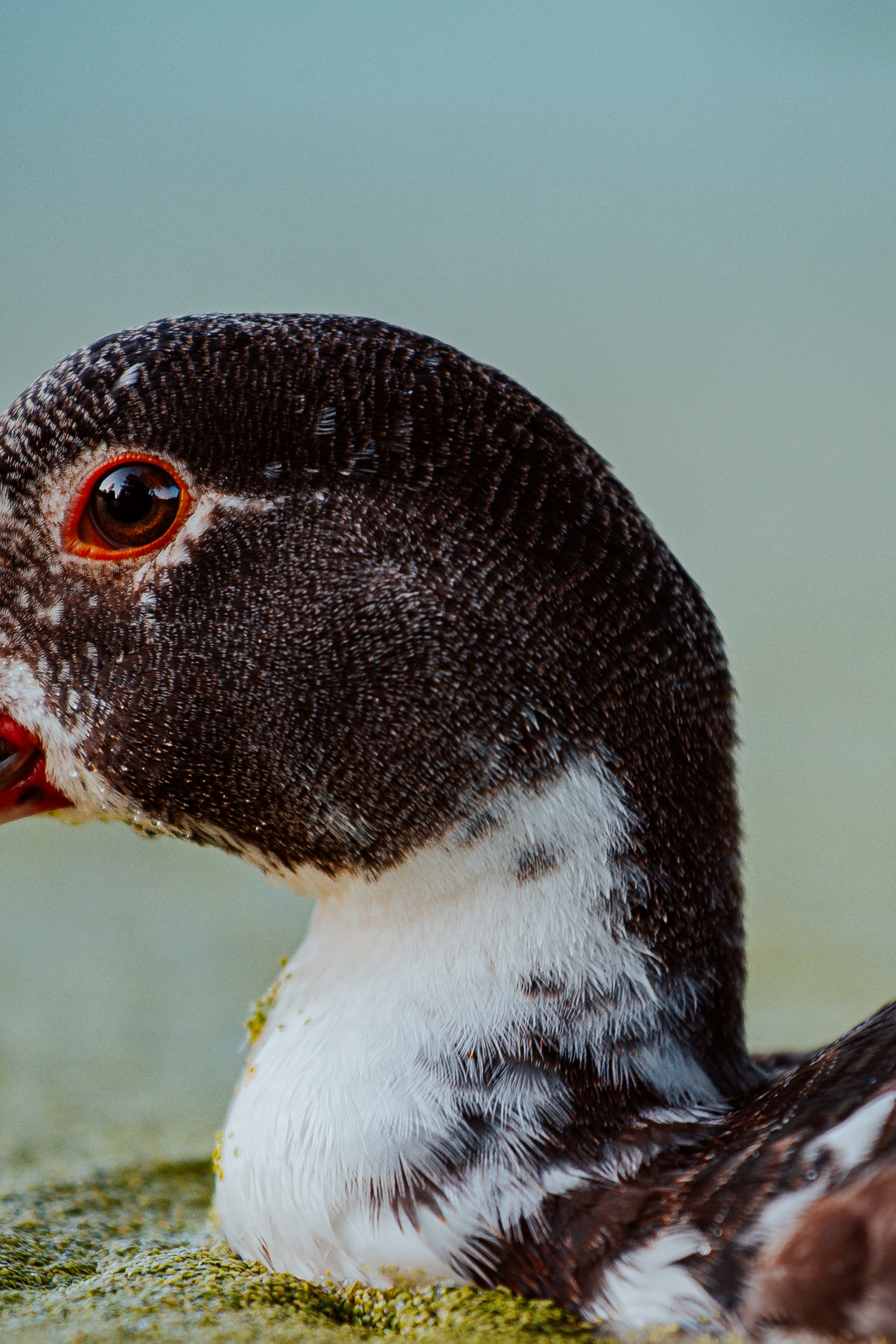 Crimson Eye Portrait: A Duck's Head in Sharp Detail