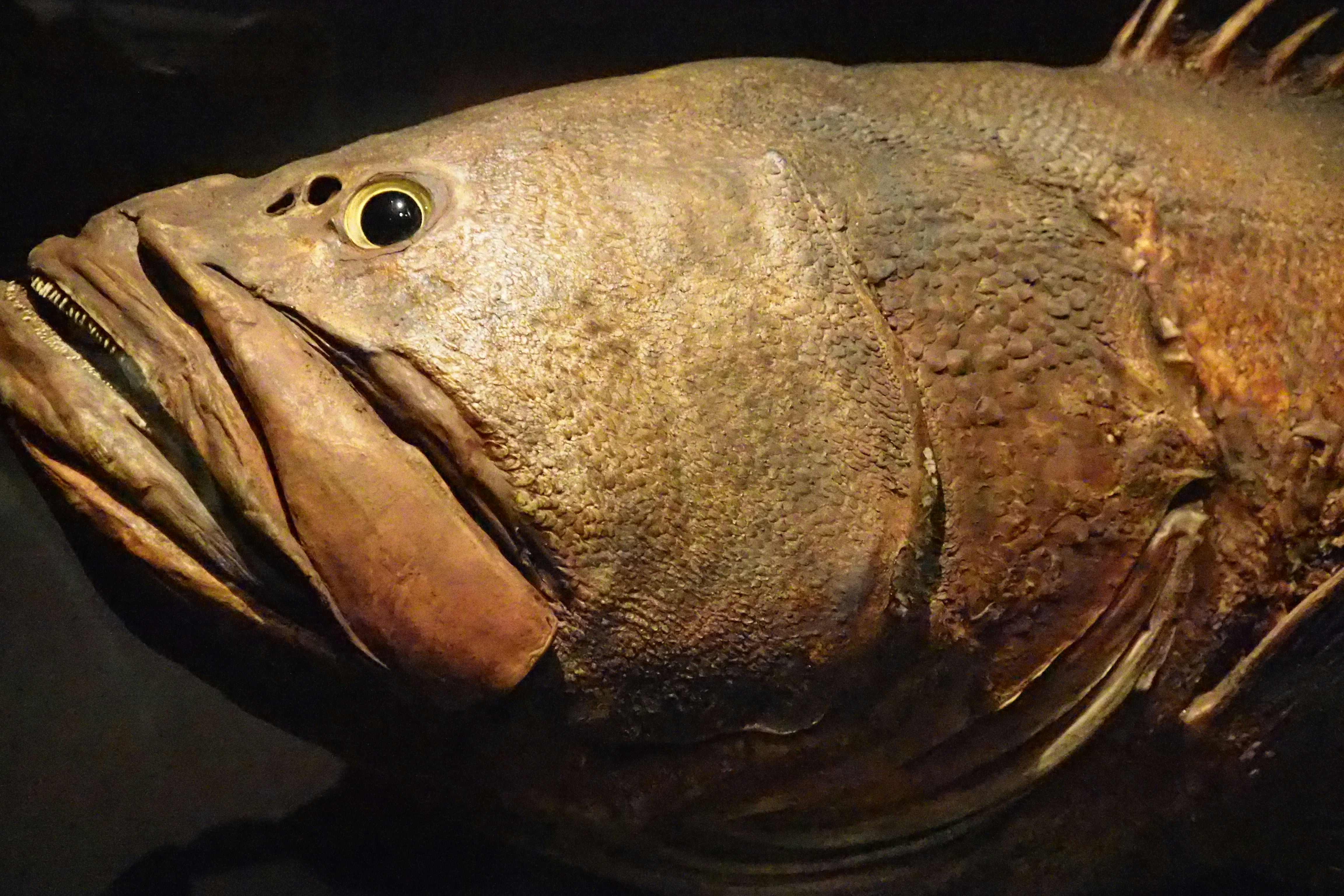 Cod Pictures | Download Free Images on Unsplash