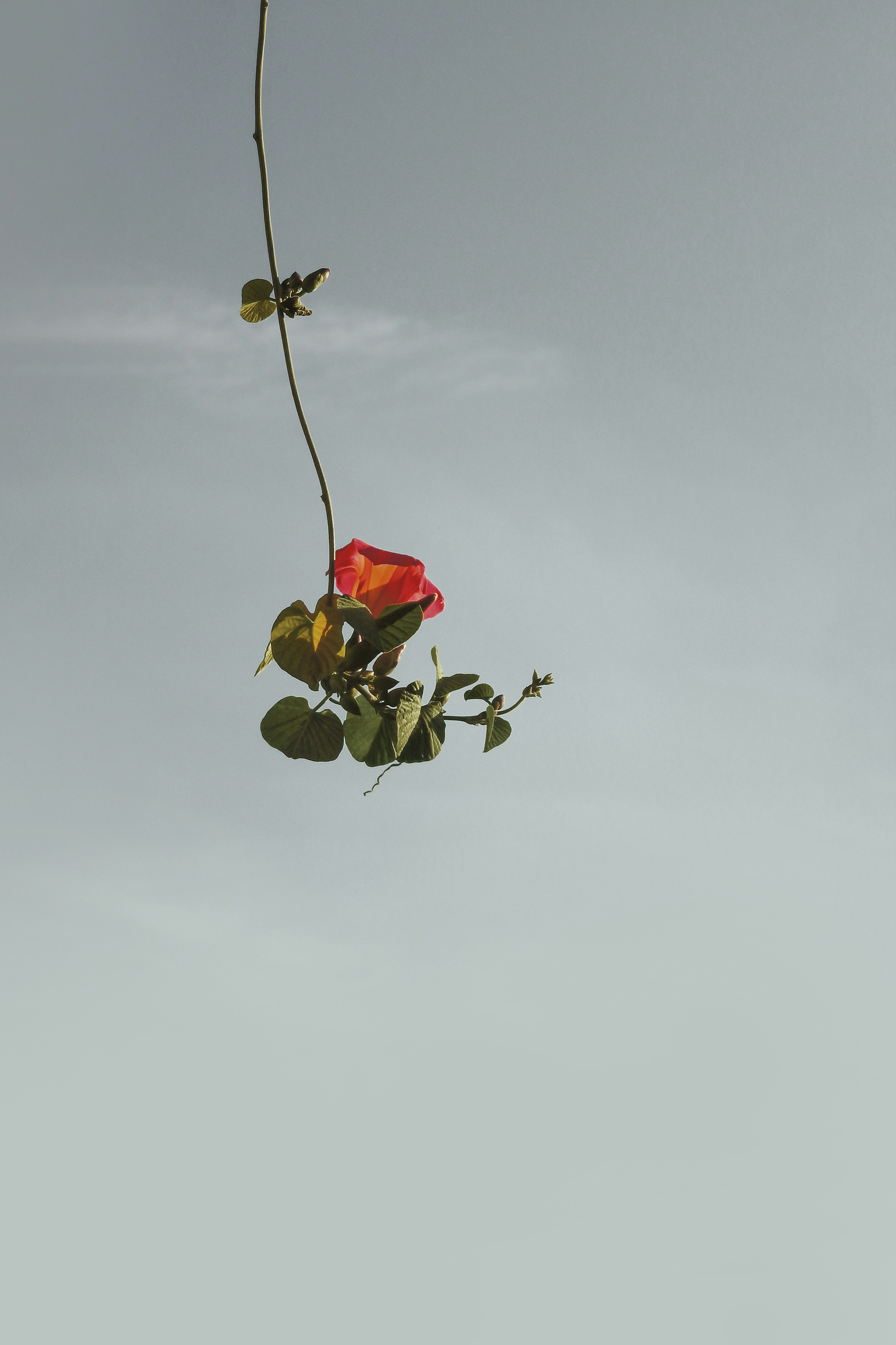Scarlet Rose on a Hanging Vine, Quiet Sky as Witness