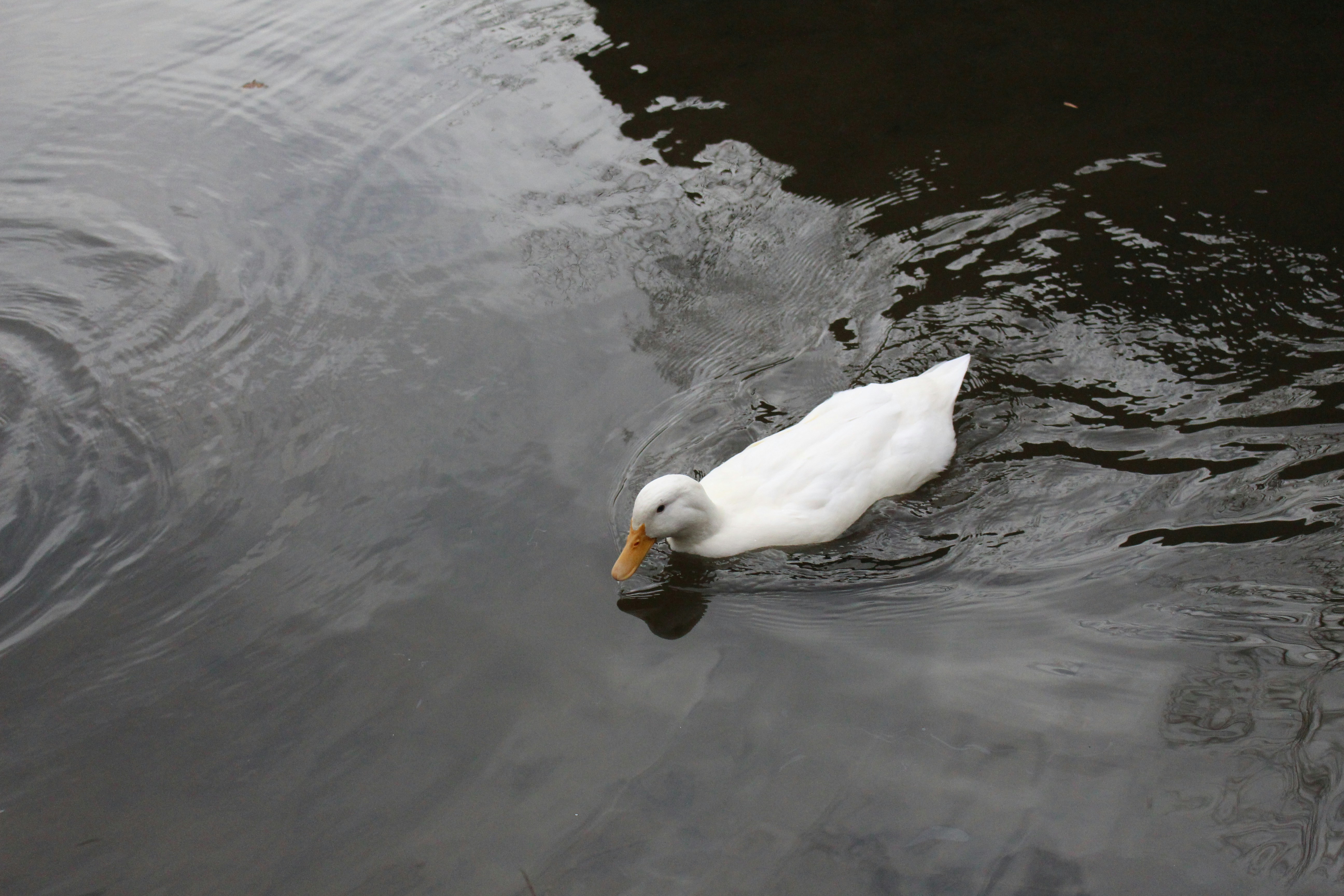 A white duck gliding smoothly across a dark, rippling water surface, creating gentle waves around it.