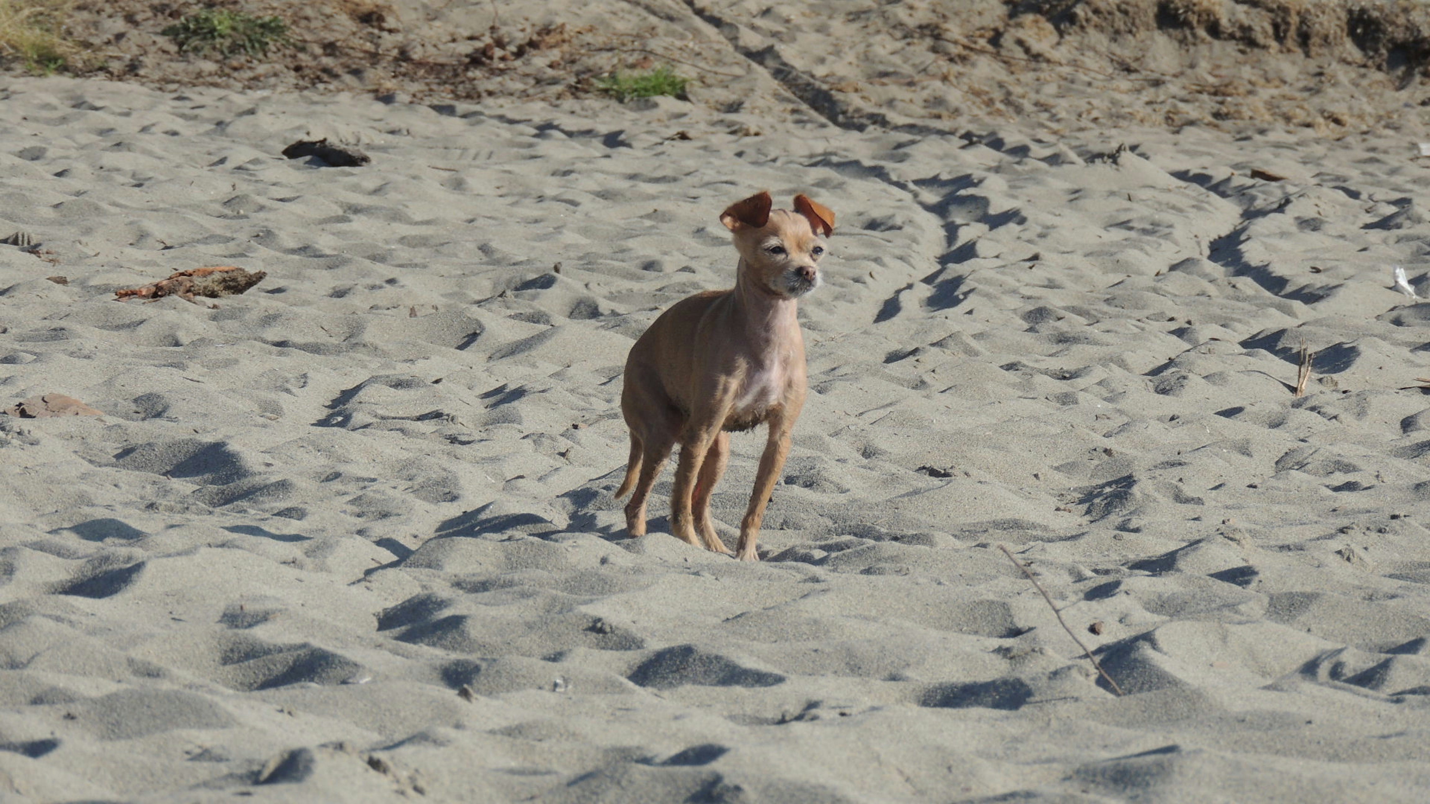 Brown short coated dog on white sand during daytime photo – Free ...