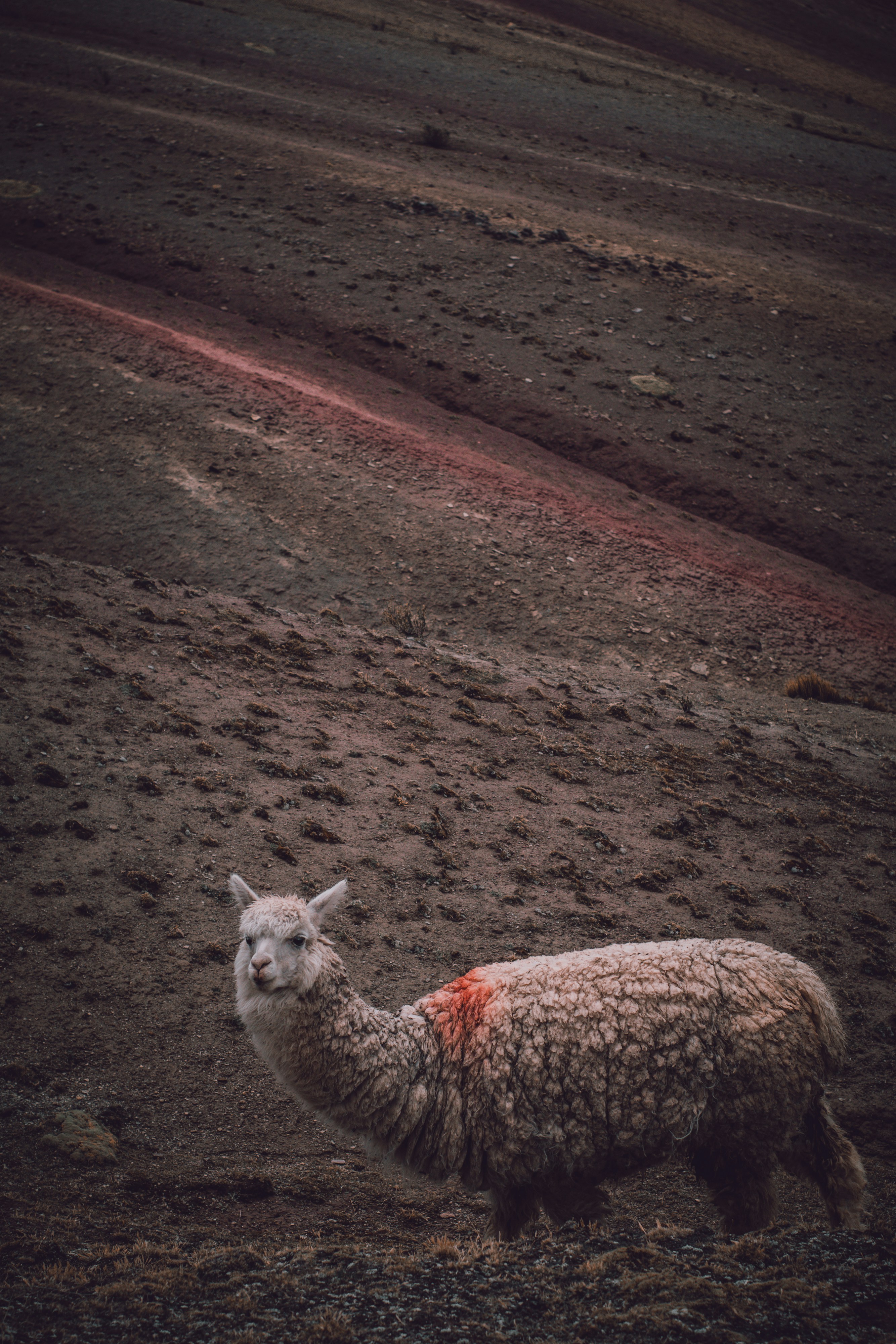 Llama standing on a rugged hillside, showcasing its textured wool against the earthy tones of the terrain. The scene captures the essence of Andean wildlife.