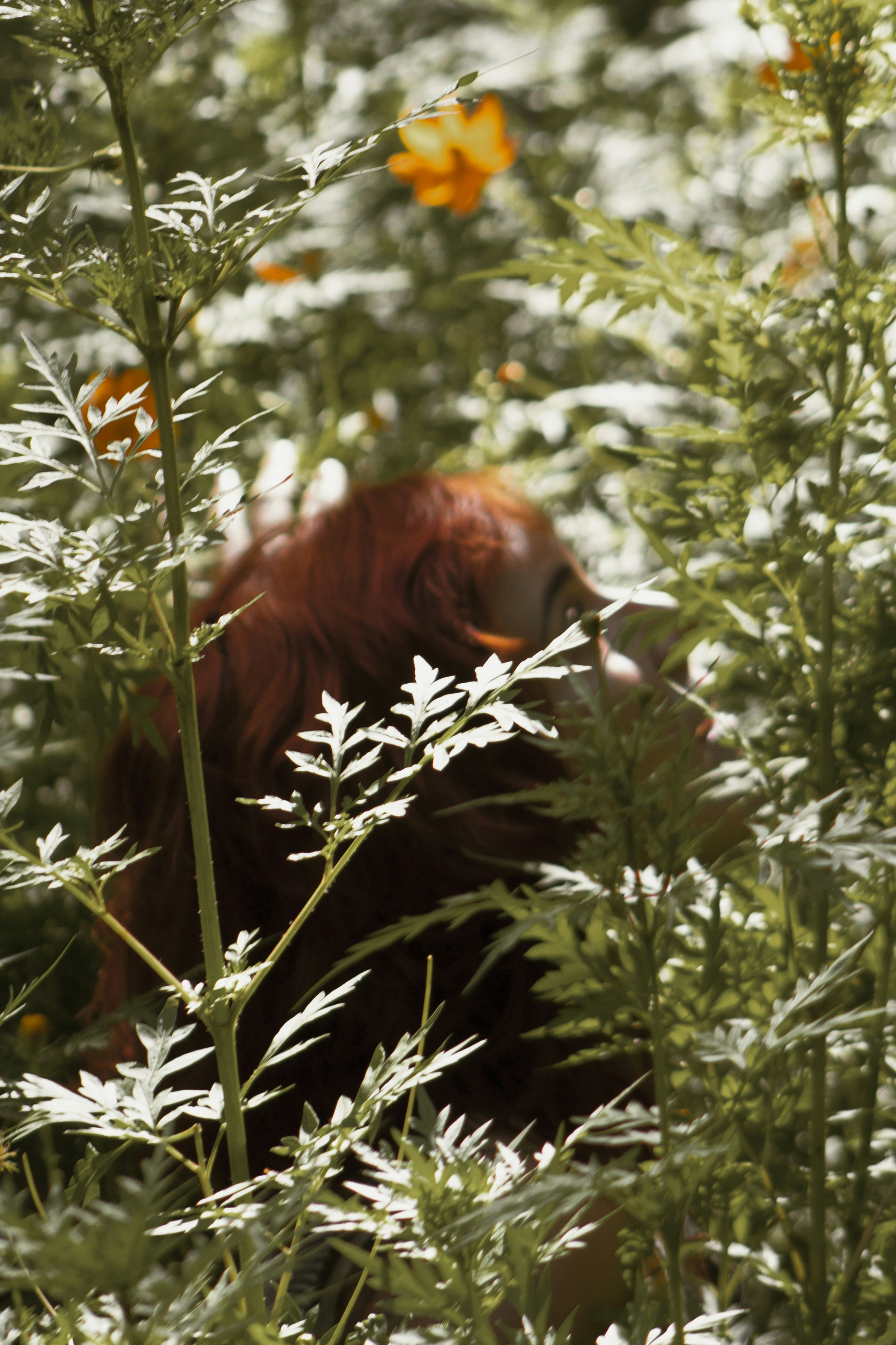 A Quiet Glimpse Through Ferns at Leopard Scene