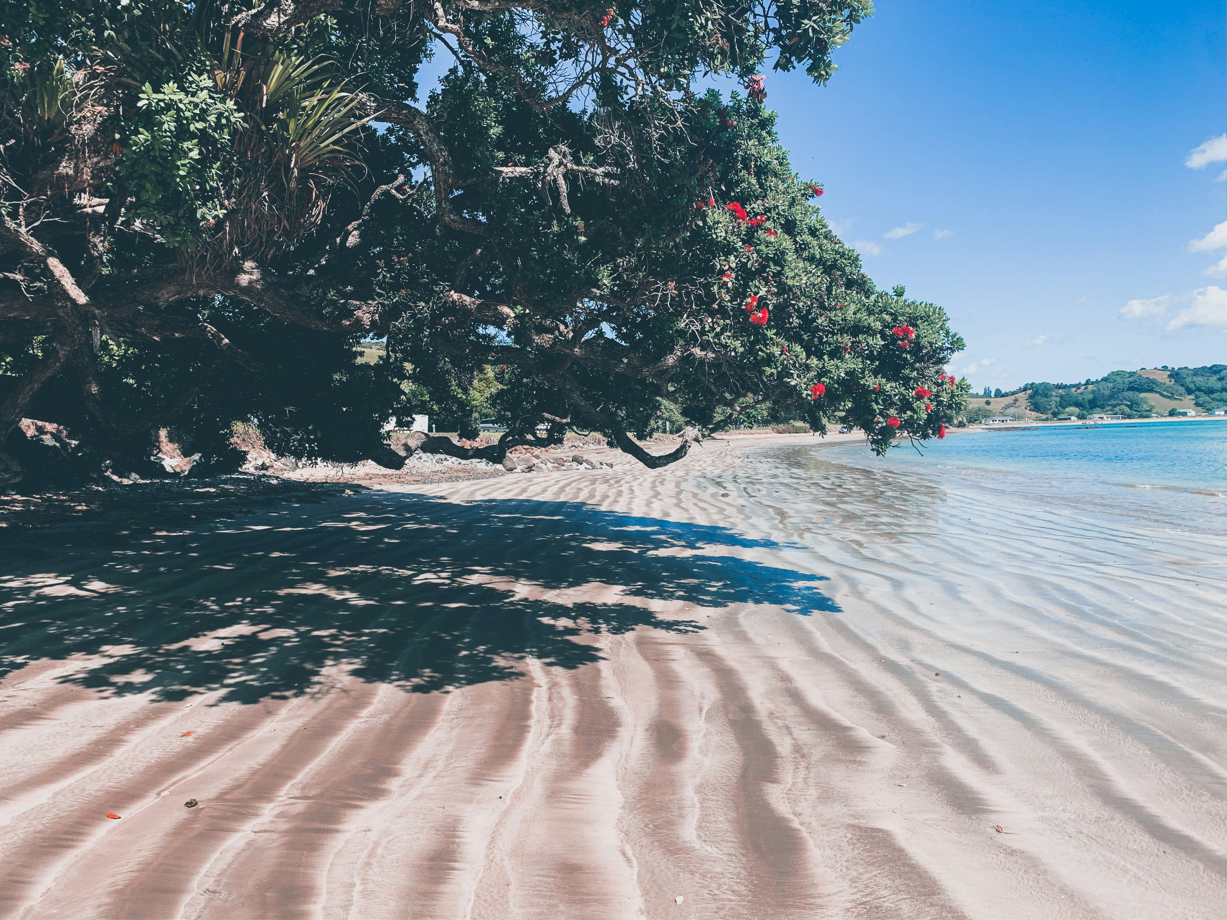 Green trees on brown sand near body of water during daytime photo ...