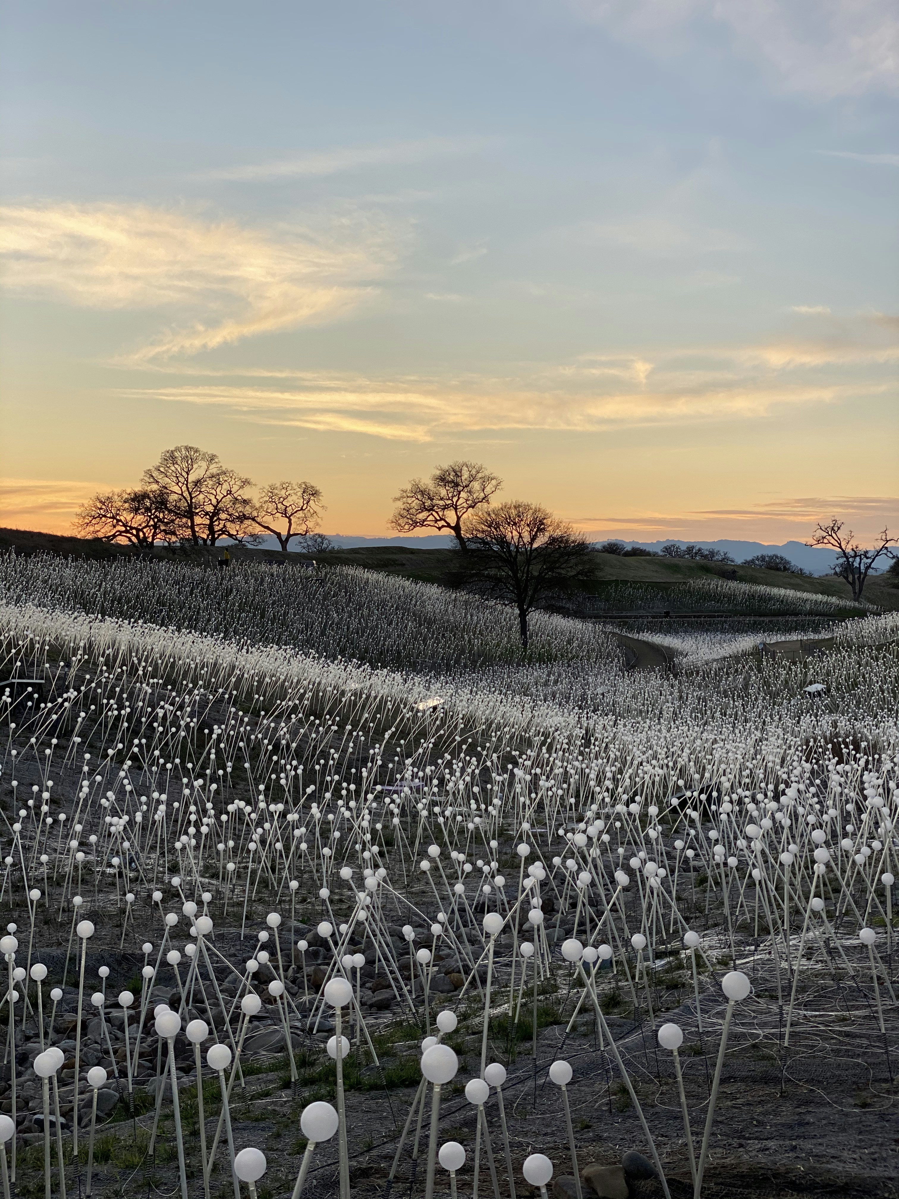 Dandelion Field Sunset