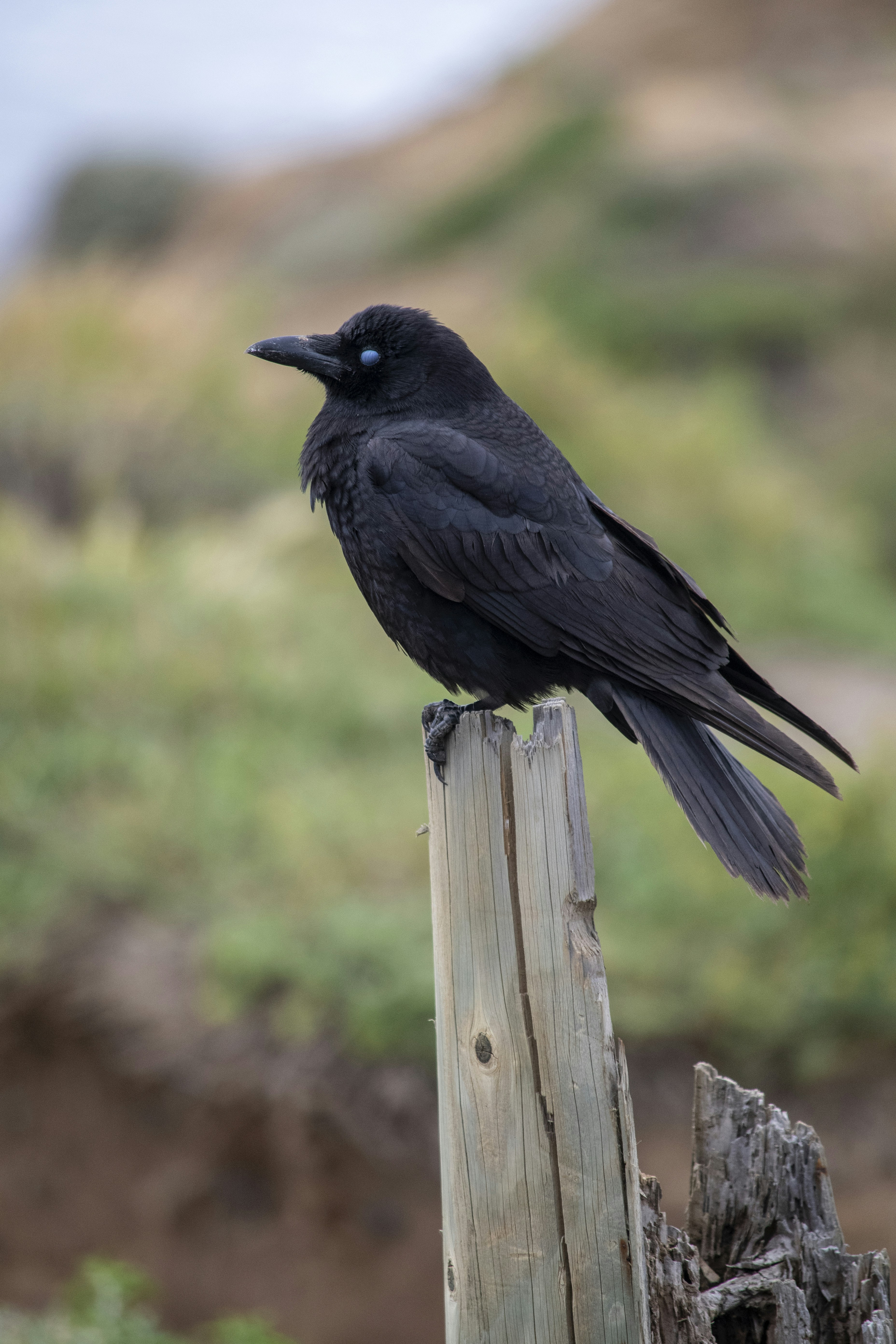 A raven perched on a weathered post, surveying its surroundings in a lush landscape. The bird's glossy feathers contrast with the earthy tones of the background.