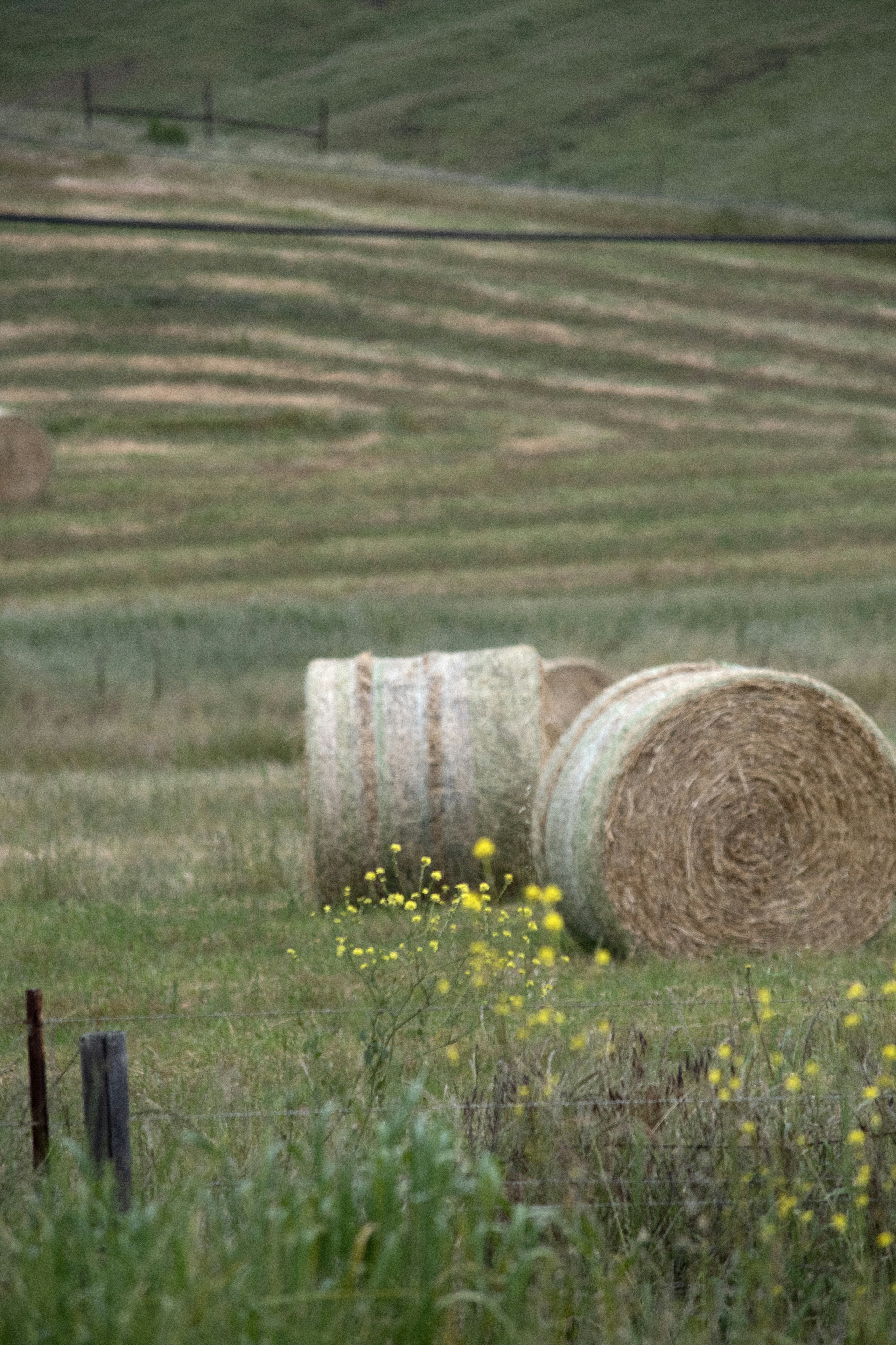 Harvest Echoes: The Silent Guardians of the Field