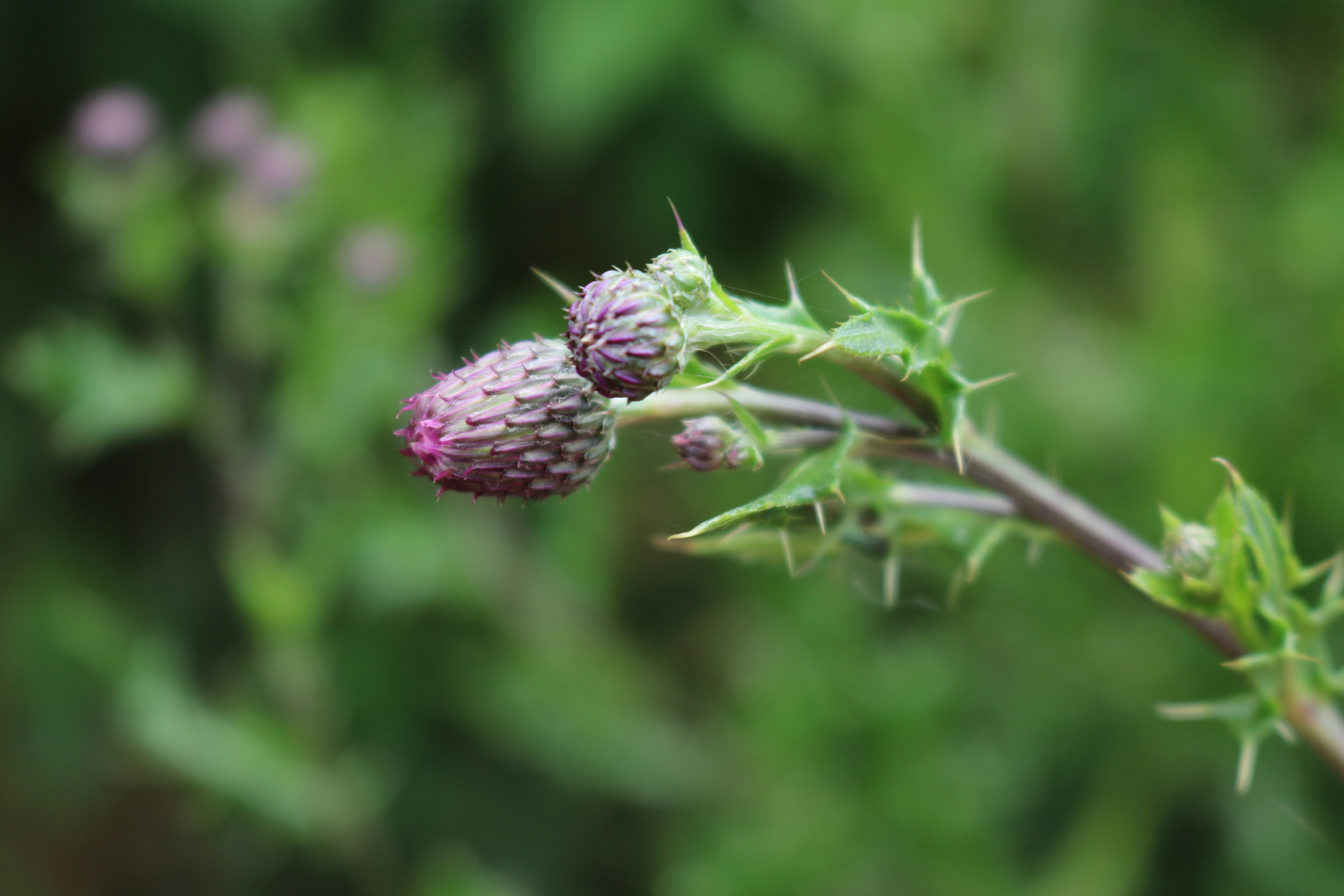 Purple Thistle Bud in Sharp Focus on a Thorny Stem, Velvet Green Backdrop