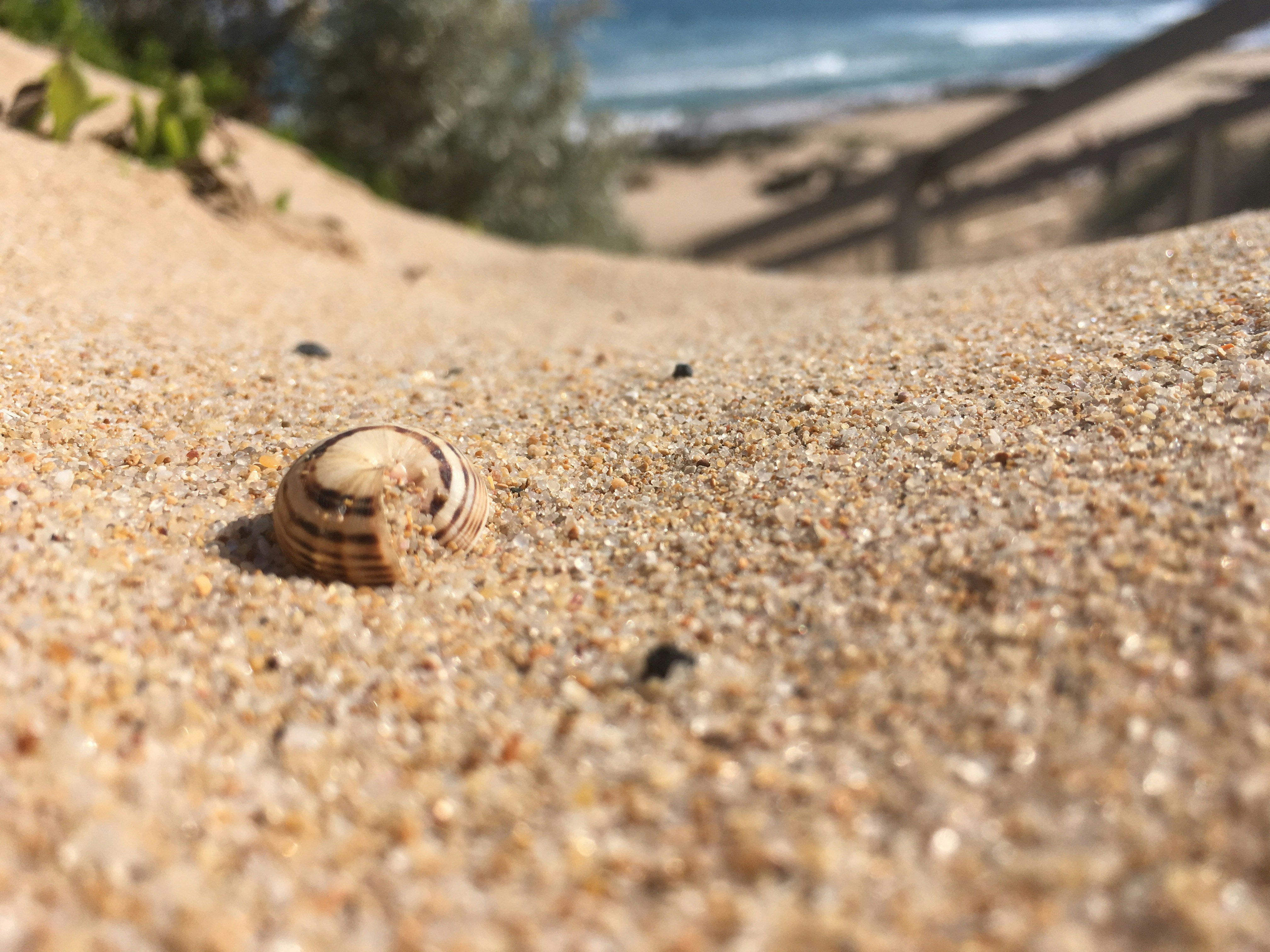 A spiral shell rests on a sandy dune, with waves gently lapping in the background. The scene captures the tranquility of a coastal environment.