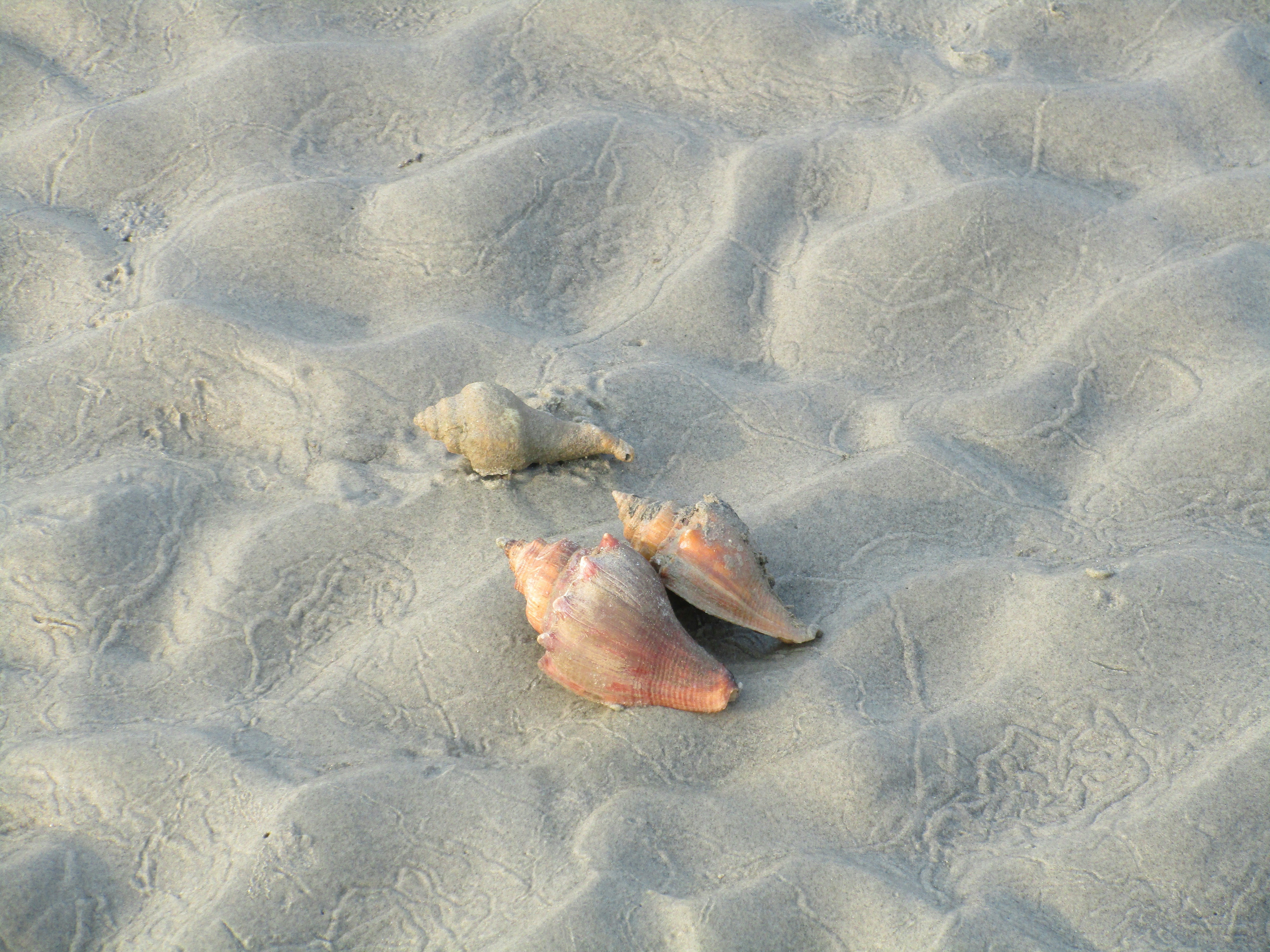 Three seashells nestled in the fine sand, revealing textures shaped by the ocean's embrace. A moment captured on a tranquil beach.