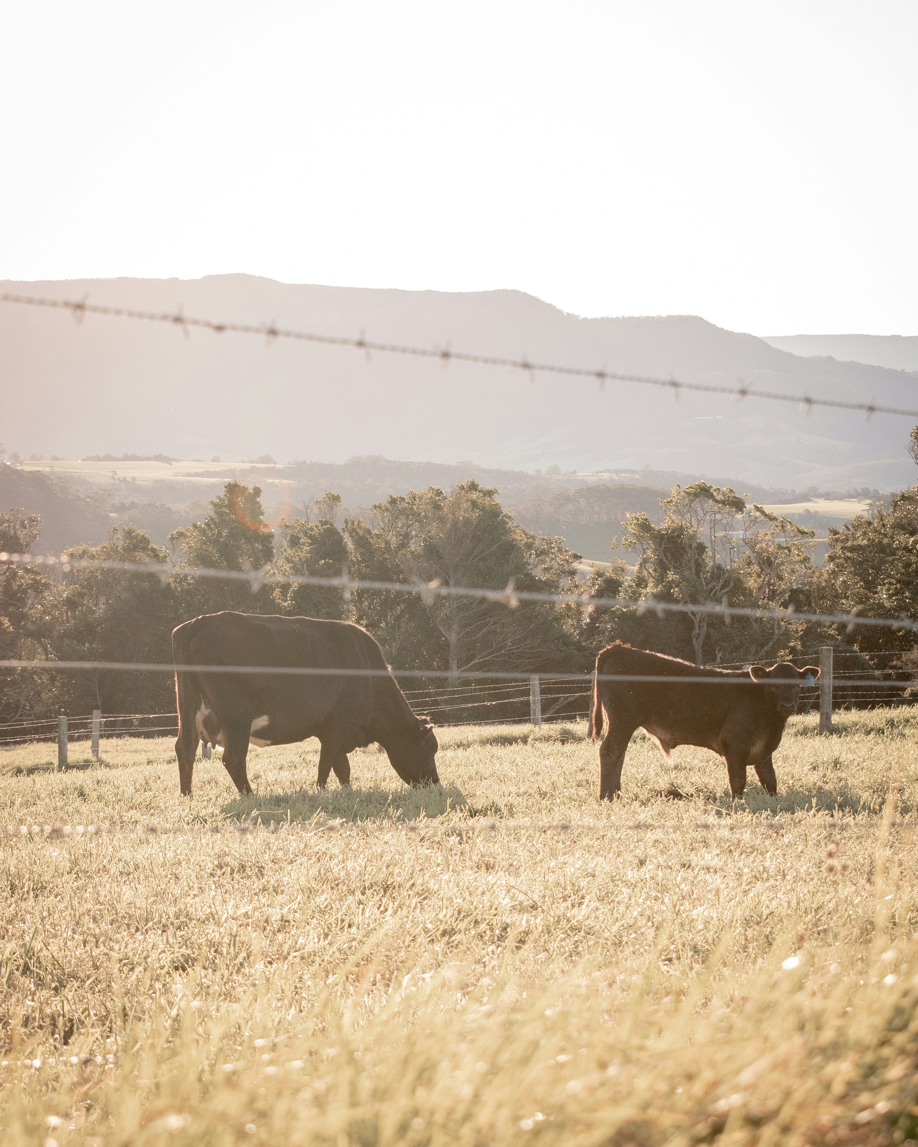 Amber Hour Over a Barbed-Wire Meadow: Two Cows in Quiet Light