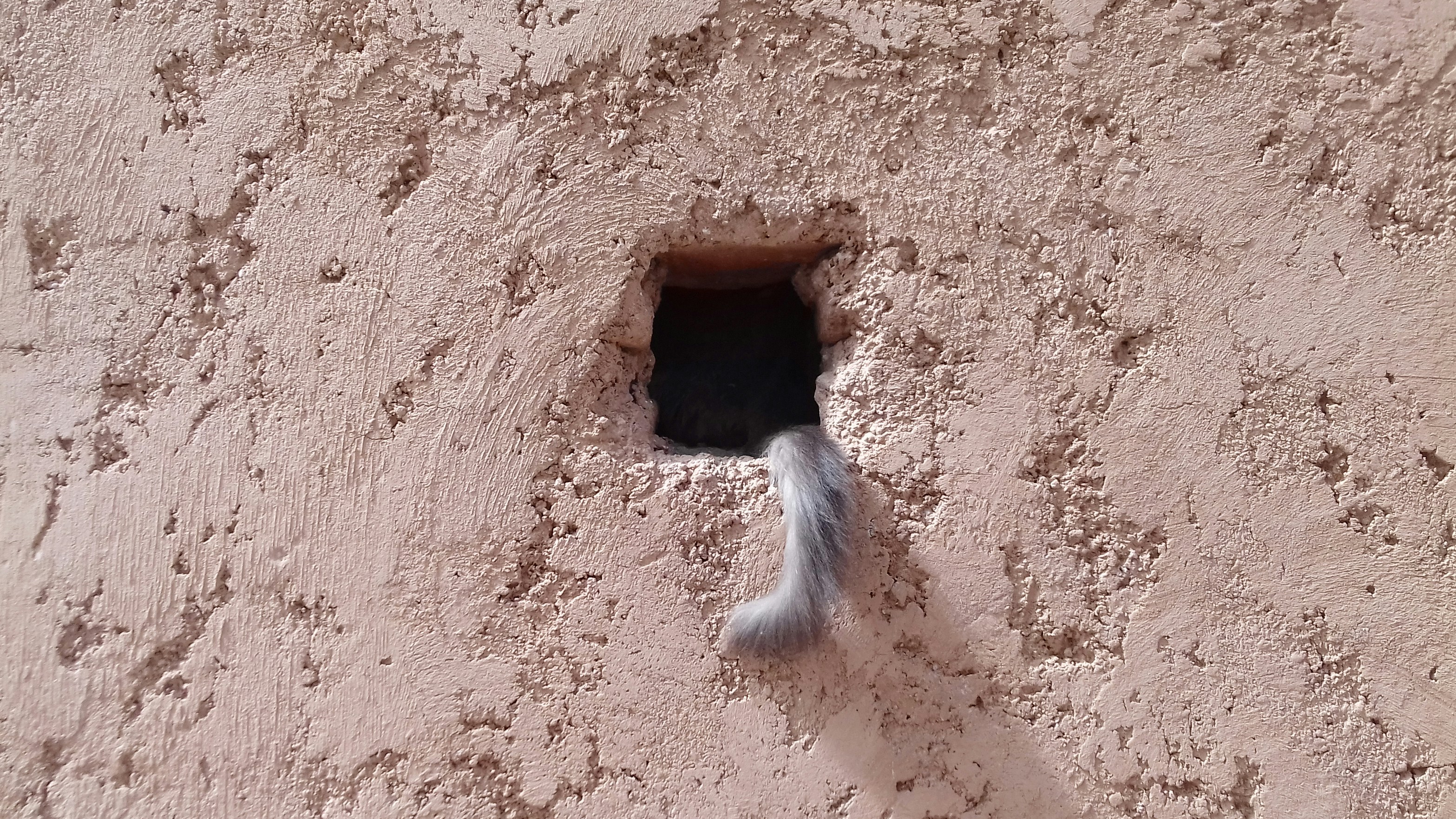 A fluffy tail peeks through a small hole in a textured pink wall, hinting at the presence of a hidden creature.