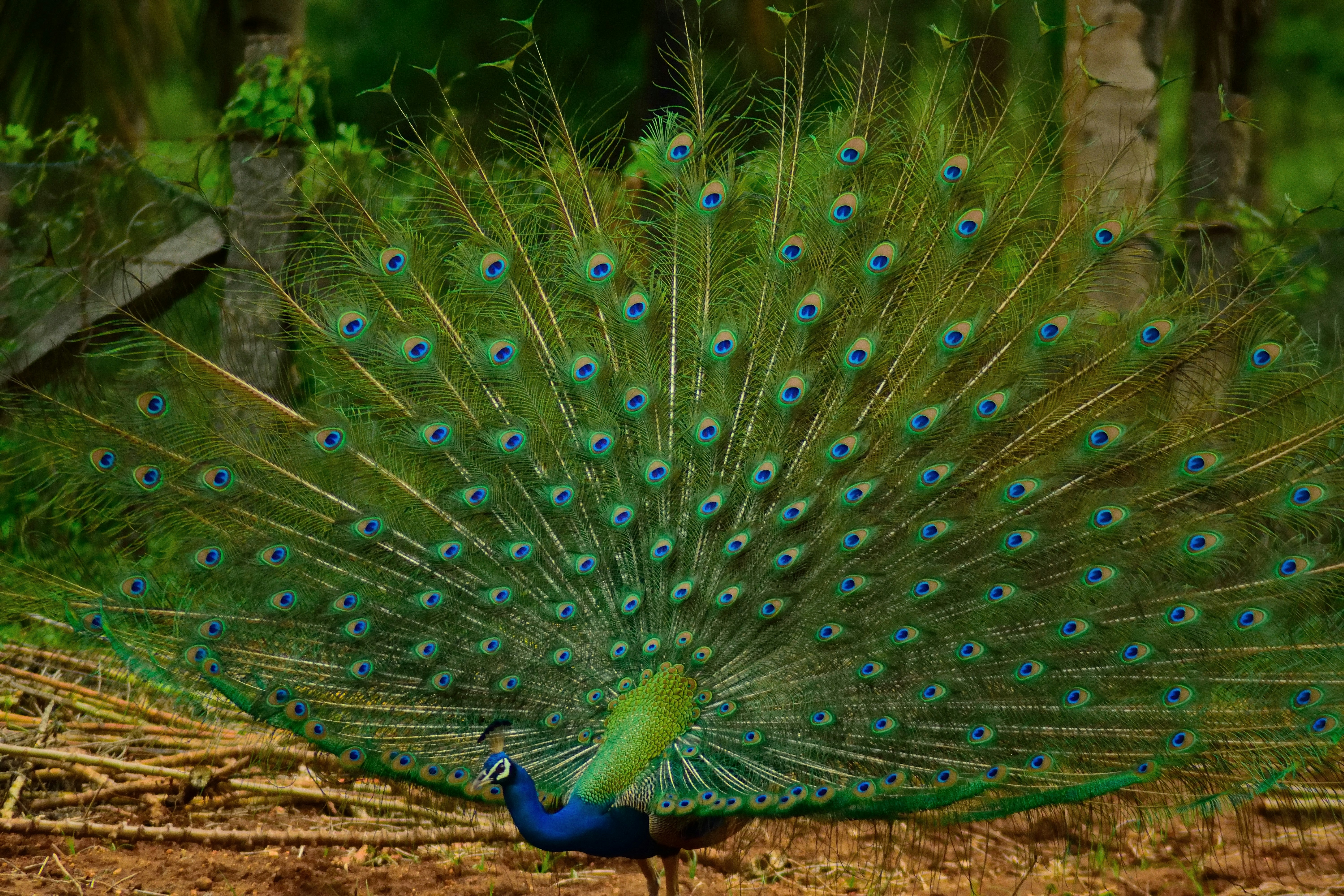 Peacock displaying its magnificent plumage in a lush green environment. The intricate patterns and vivid colors create a stunning visual spectacle.