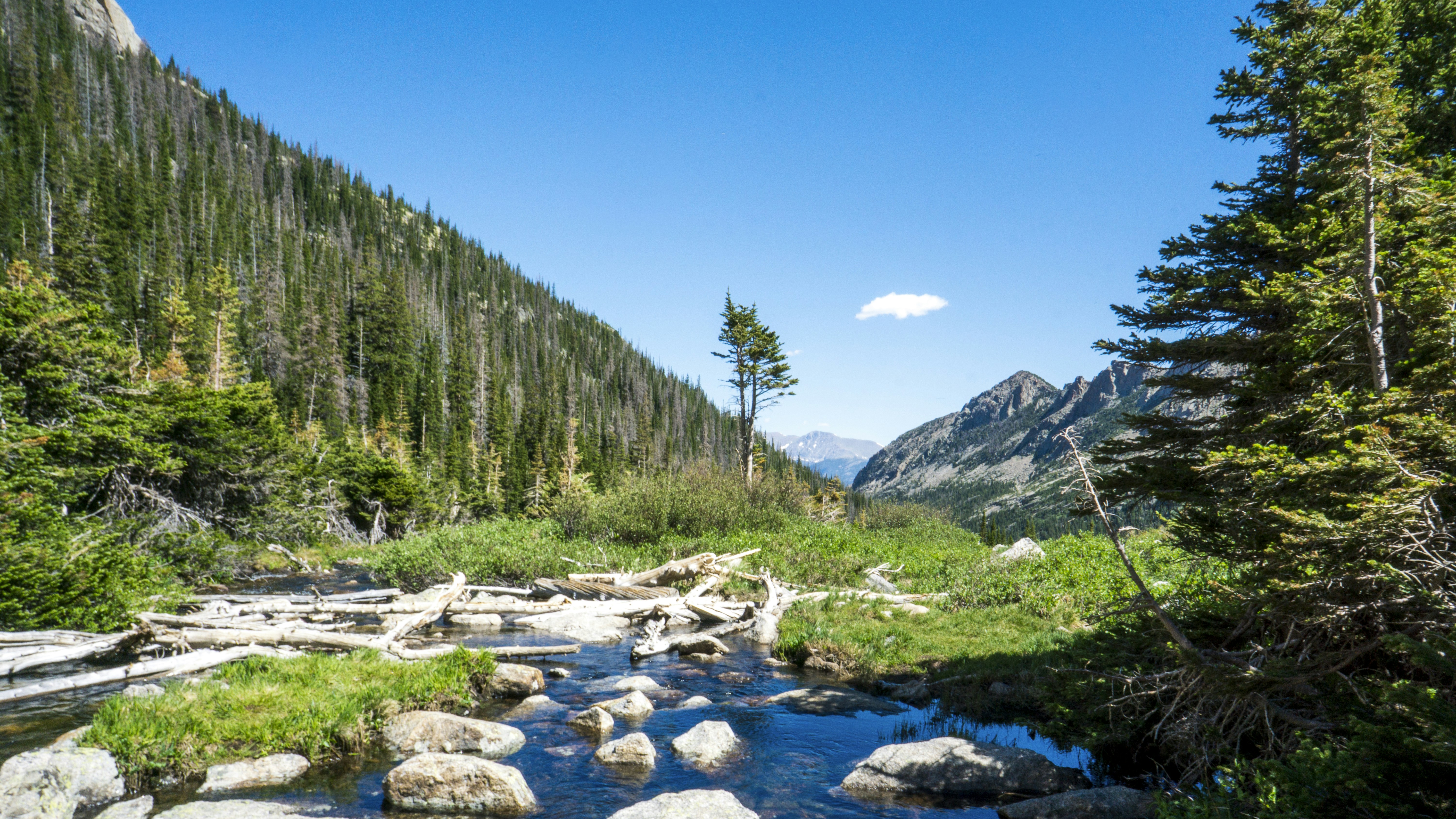 Green pine trees near river during daytime photo – Free Blue Image on ...