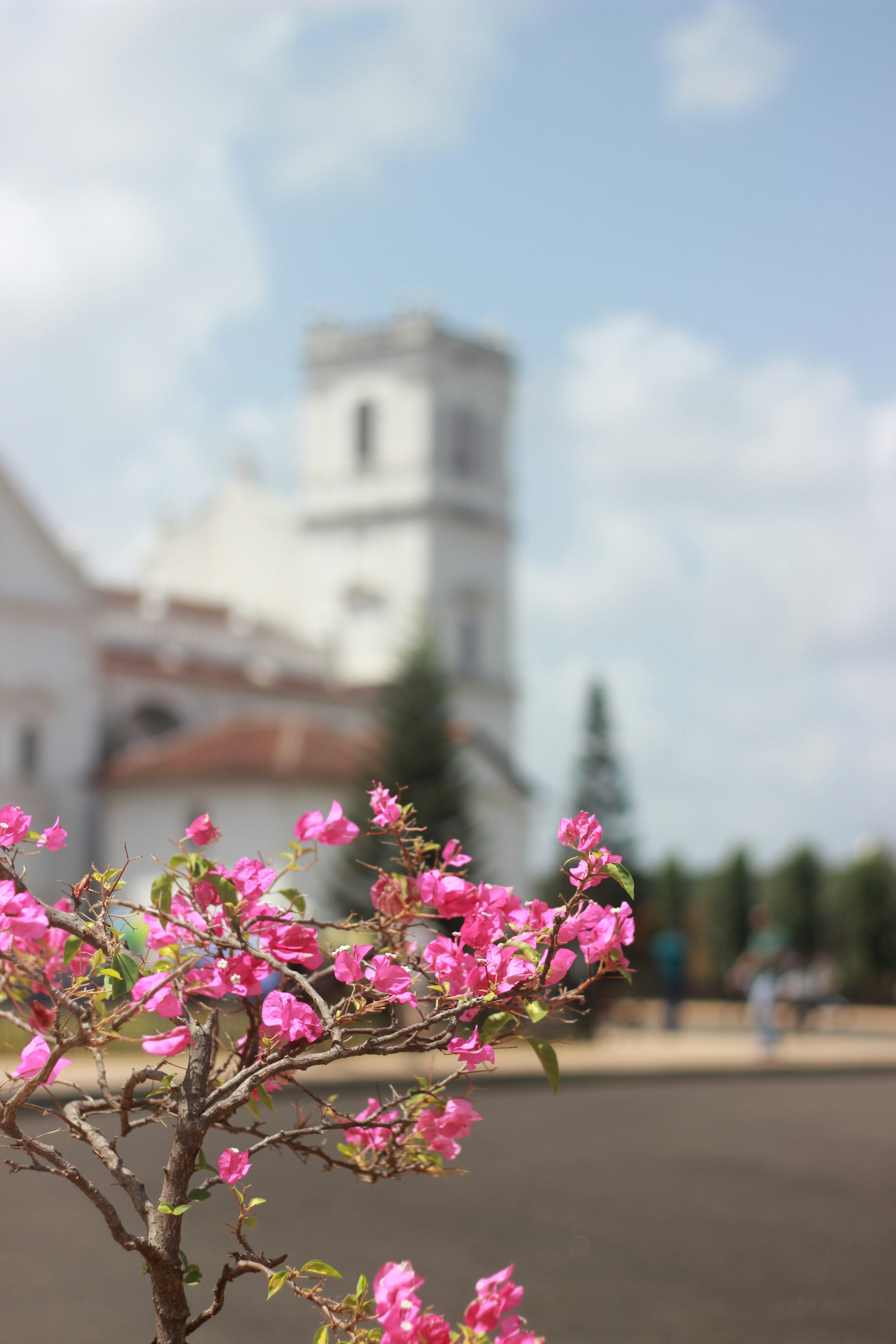 Pink Blossoms in Focus with a Soft-Blurred White Church Tower Behind