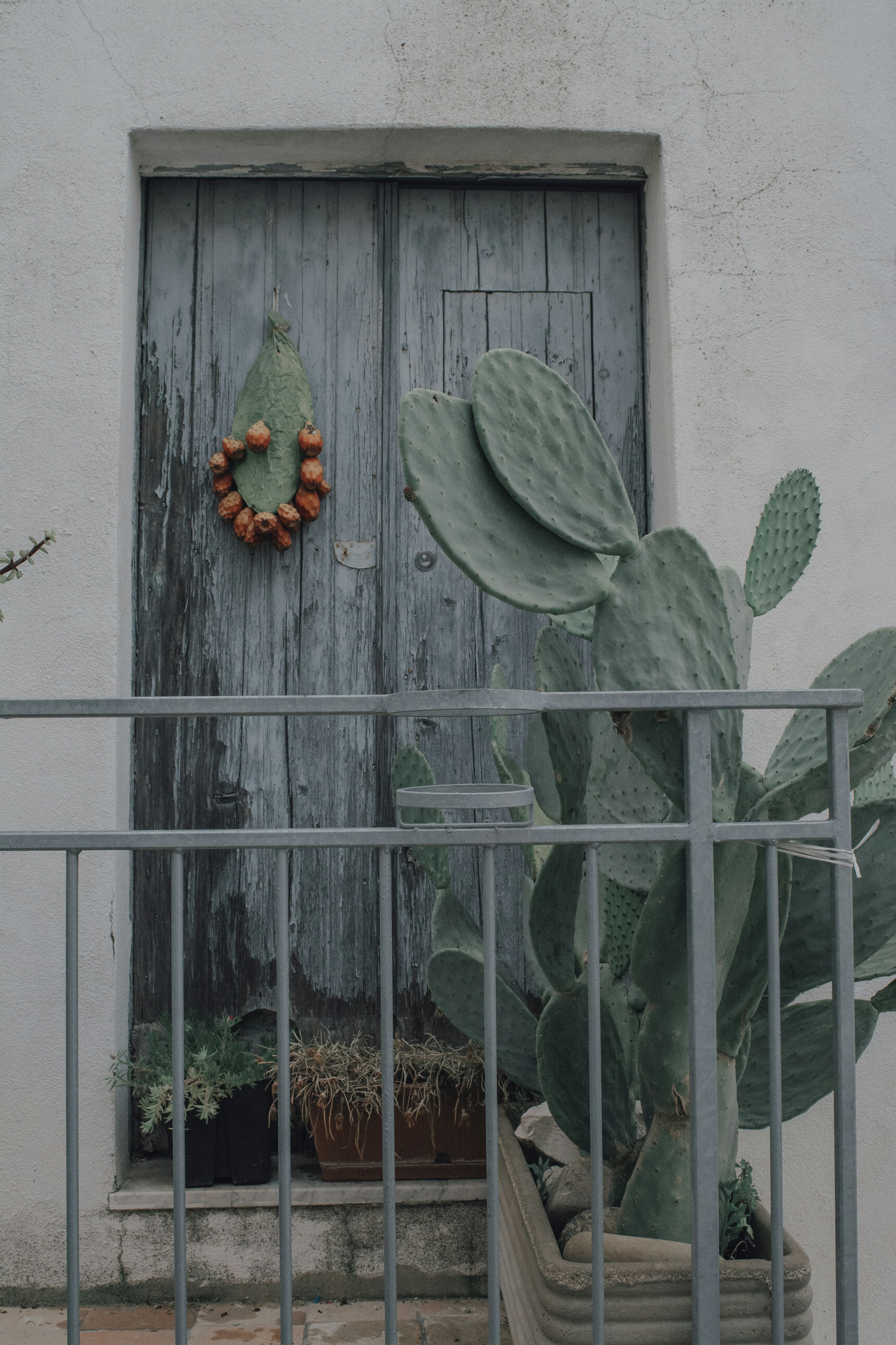 Weathered door, prickly green drama: a courtyard cactus keeps watch