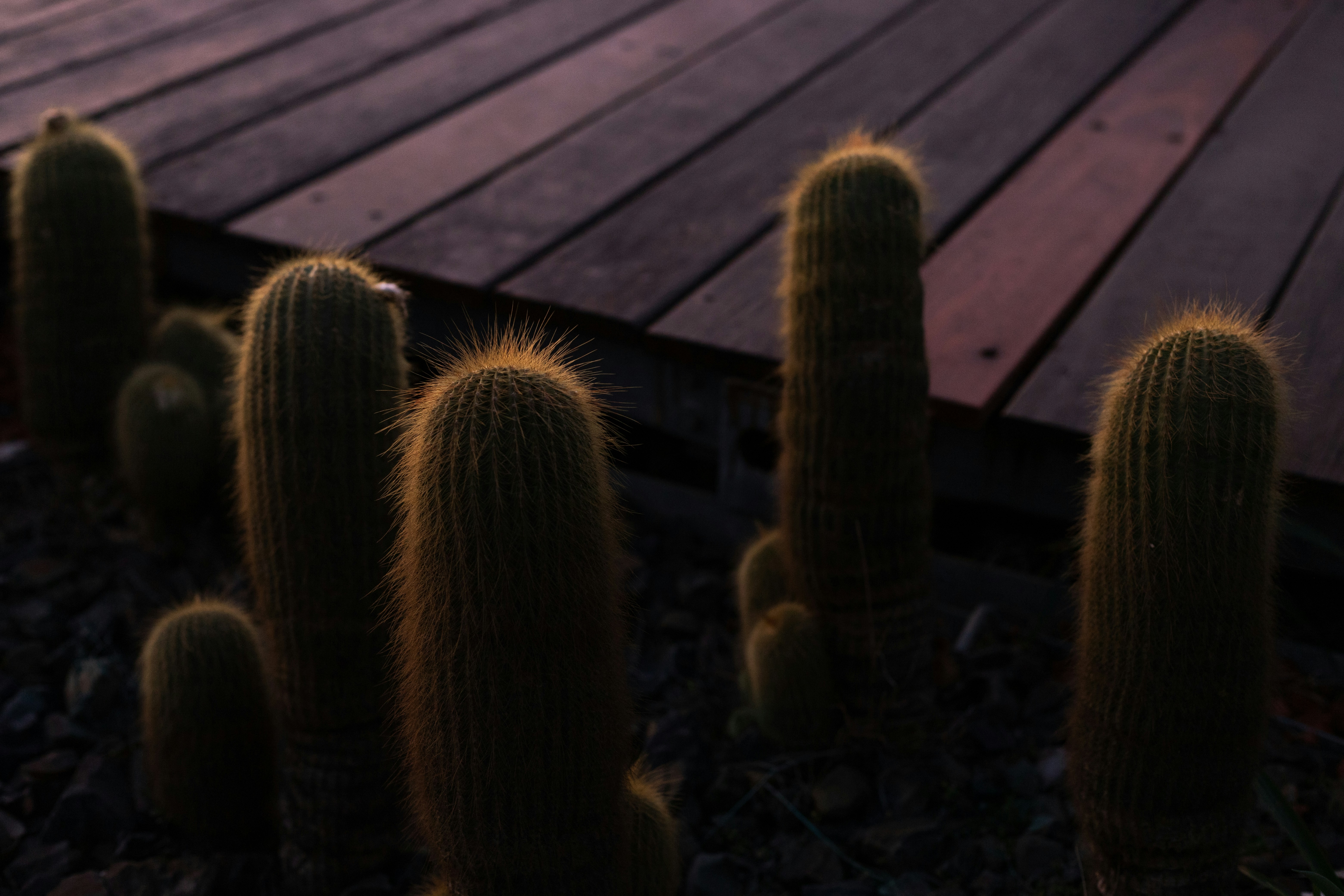 green cactus plants on brown wooden plank