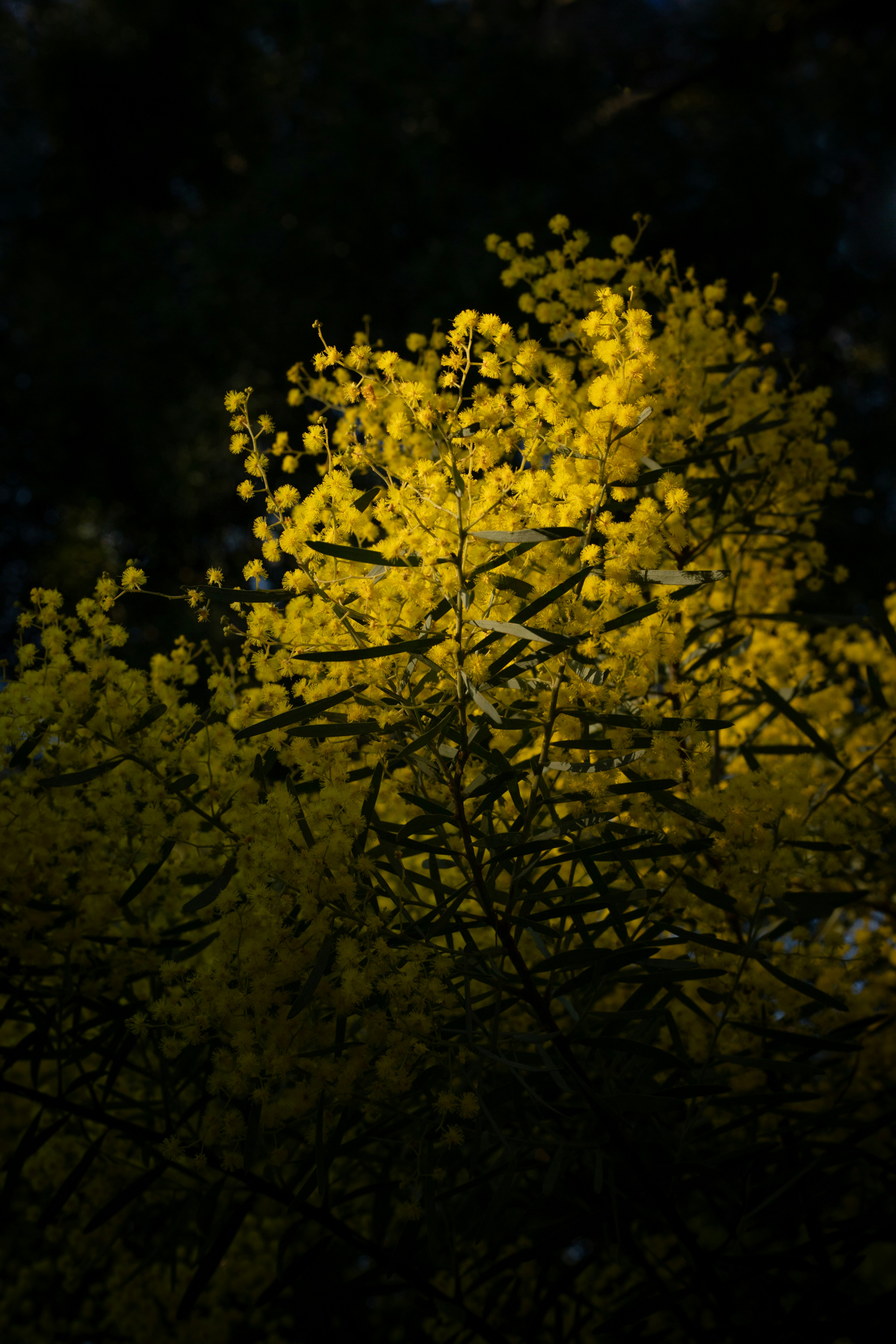 yellow leaf tree during daytime