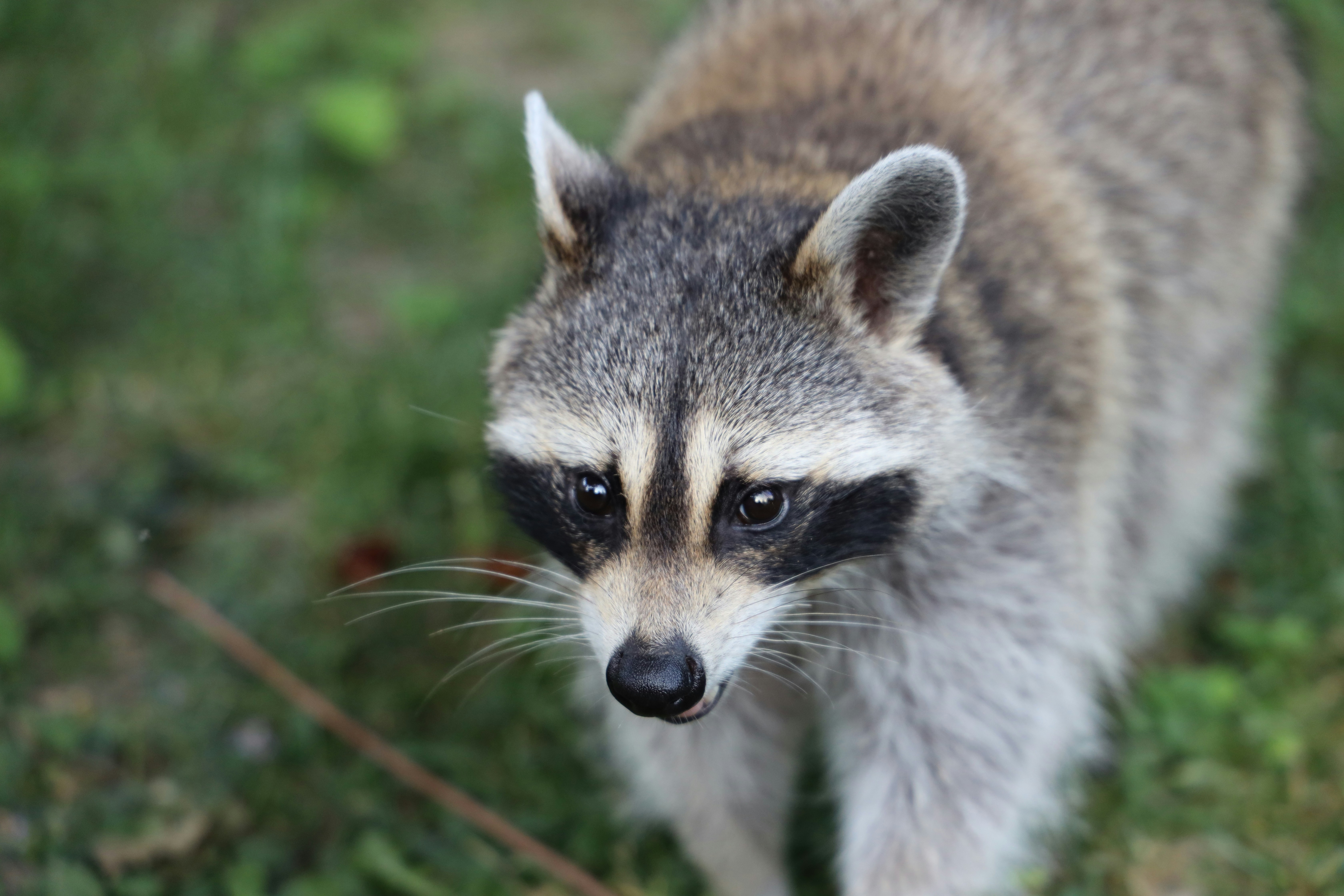 Raccoon looking for food  | brown and white animal on brown grass