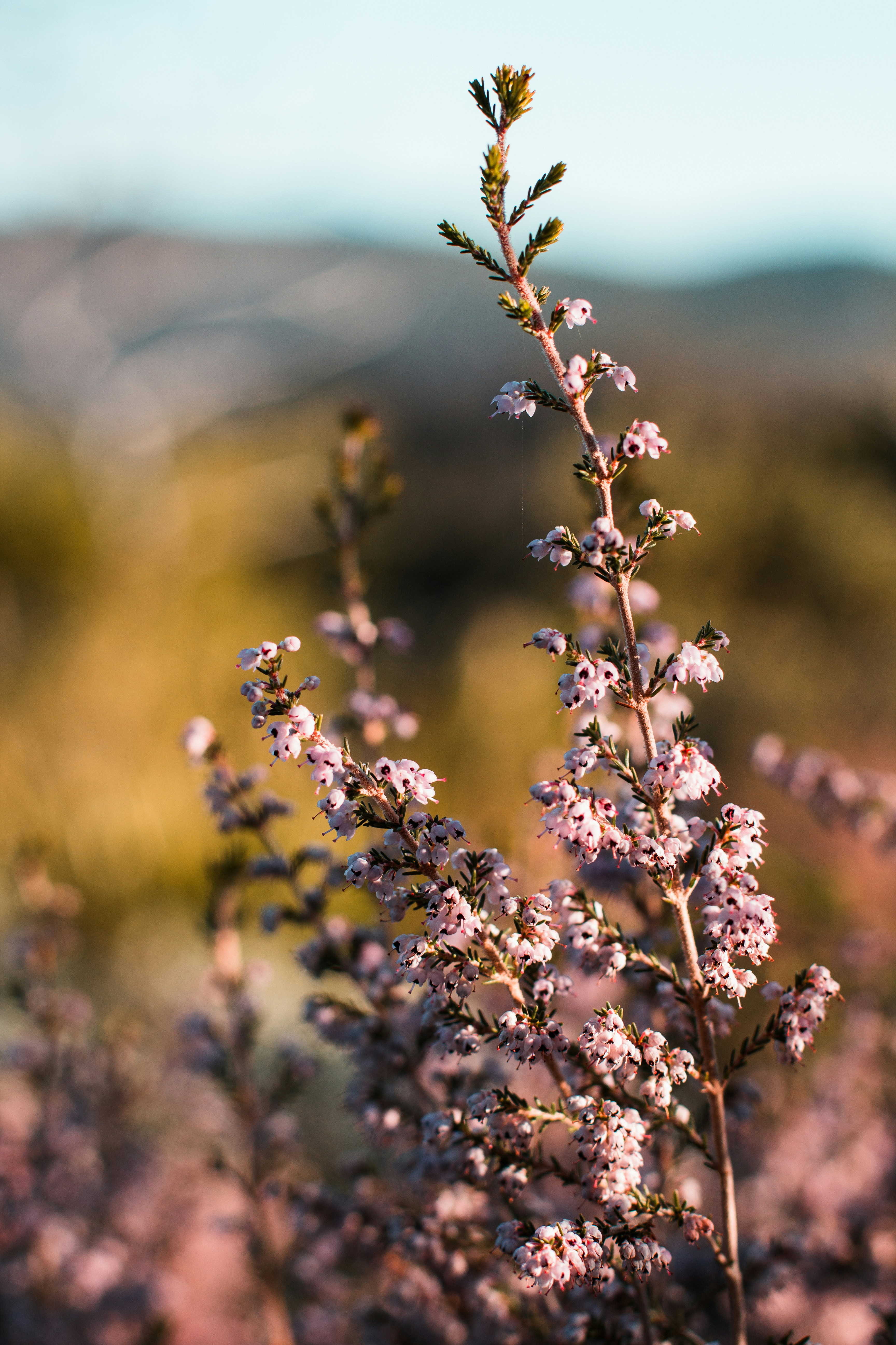 Fynbos Pictures | Download Free Images on Unsplash