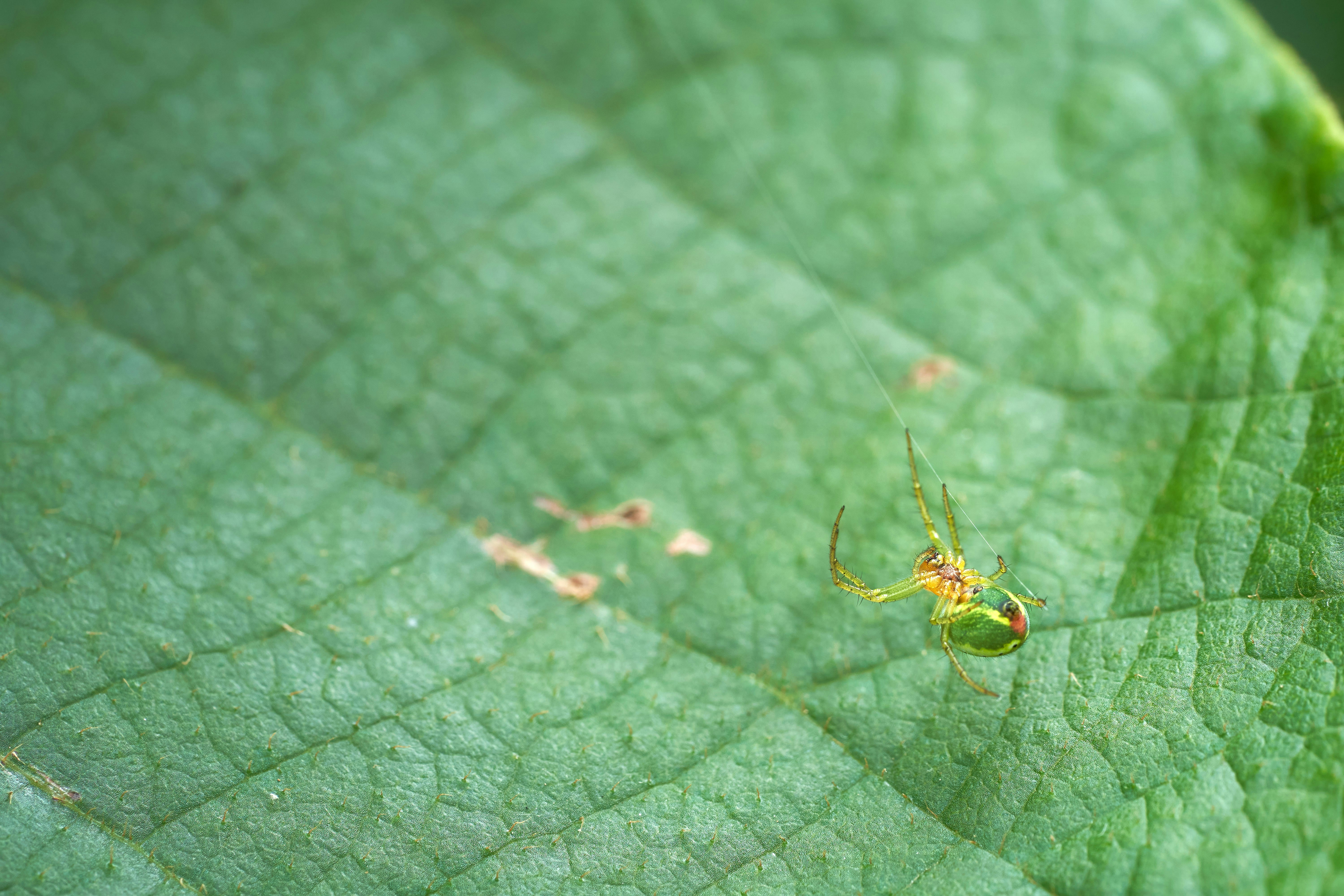 Papel Insecto Verde 800x600