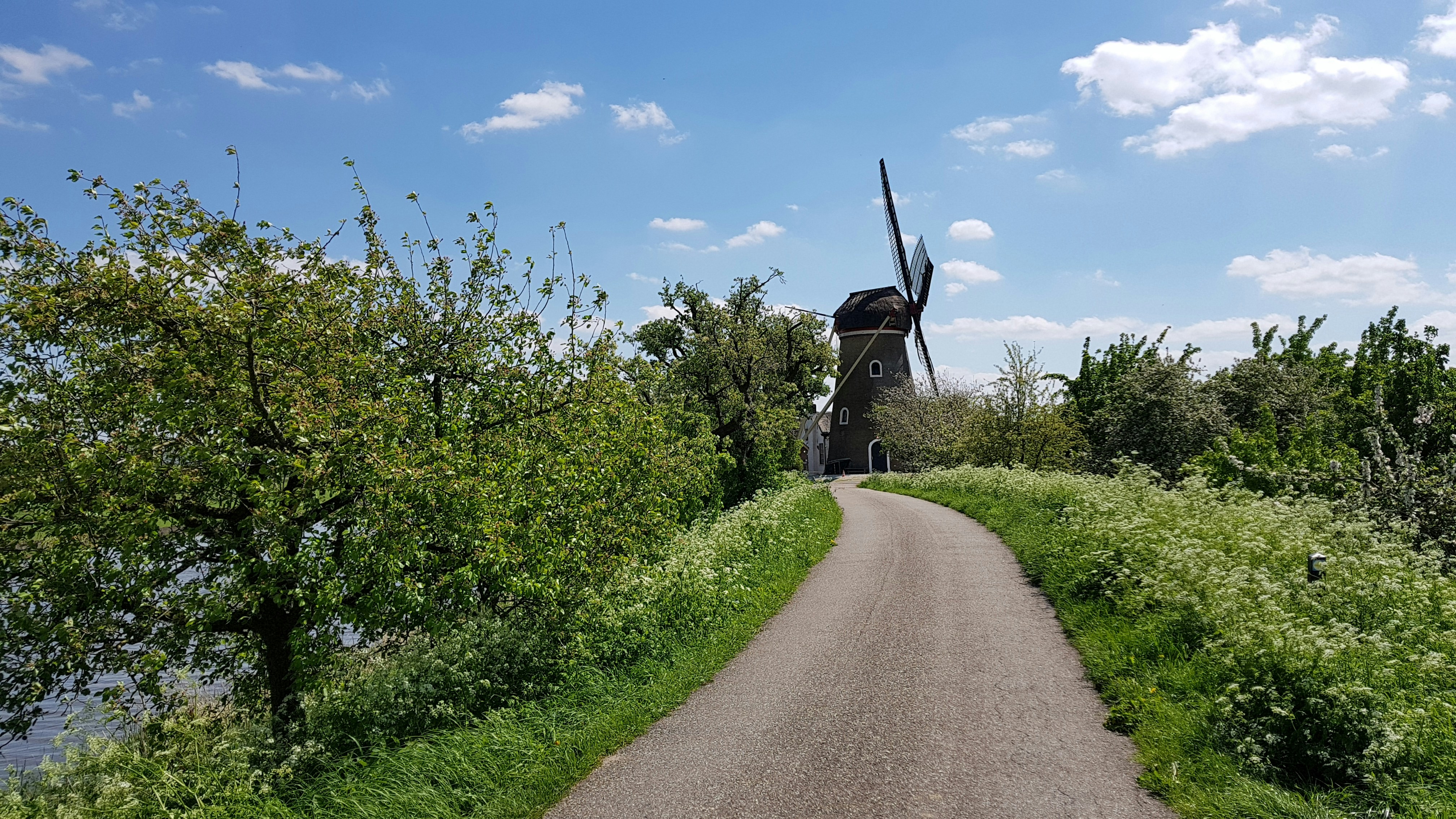 Windmill Lane: A Quiet Path to the Windmill in Bloom