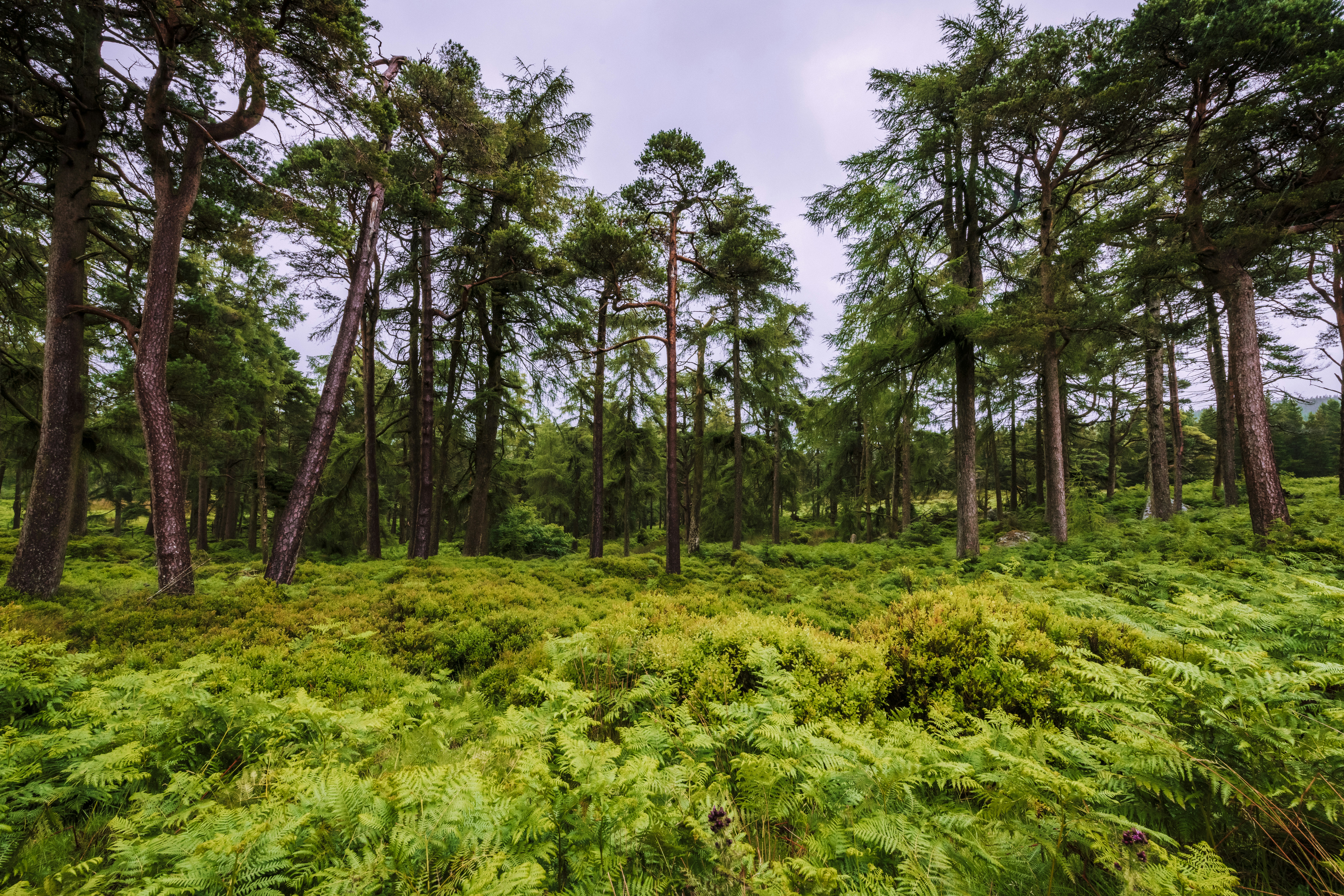 Lush green ferns and towering pine trees under a soft overcast sky in Wicklow mountains.