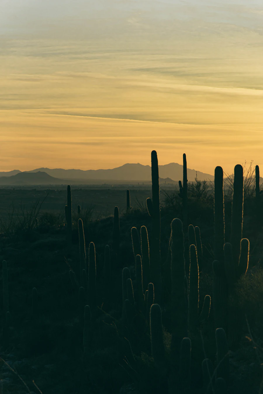 A photograph of a desert landscape at sunset, with tall silhouetted cacti in the foreground and a distant mountain range on the horizon.