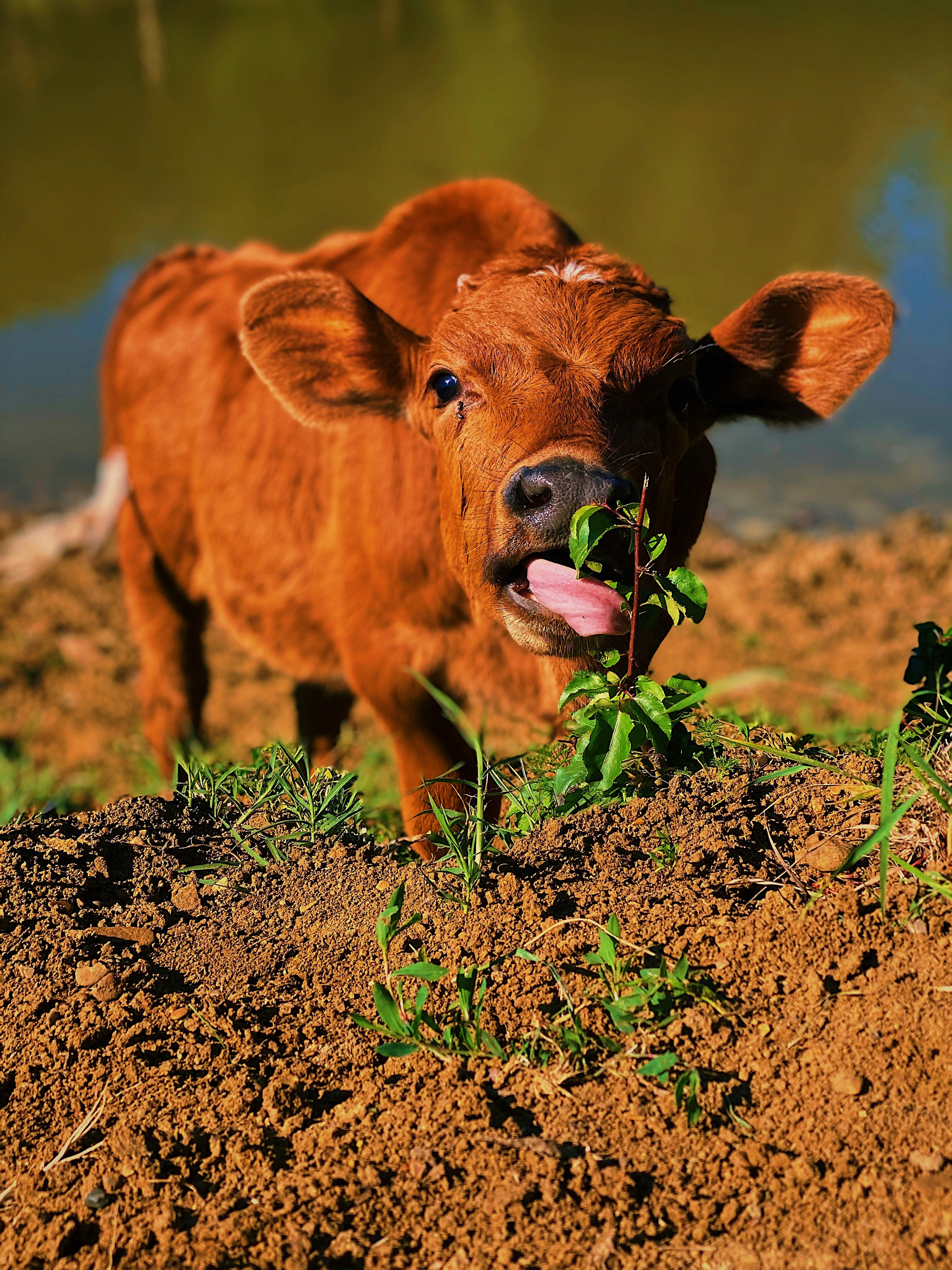 Calf