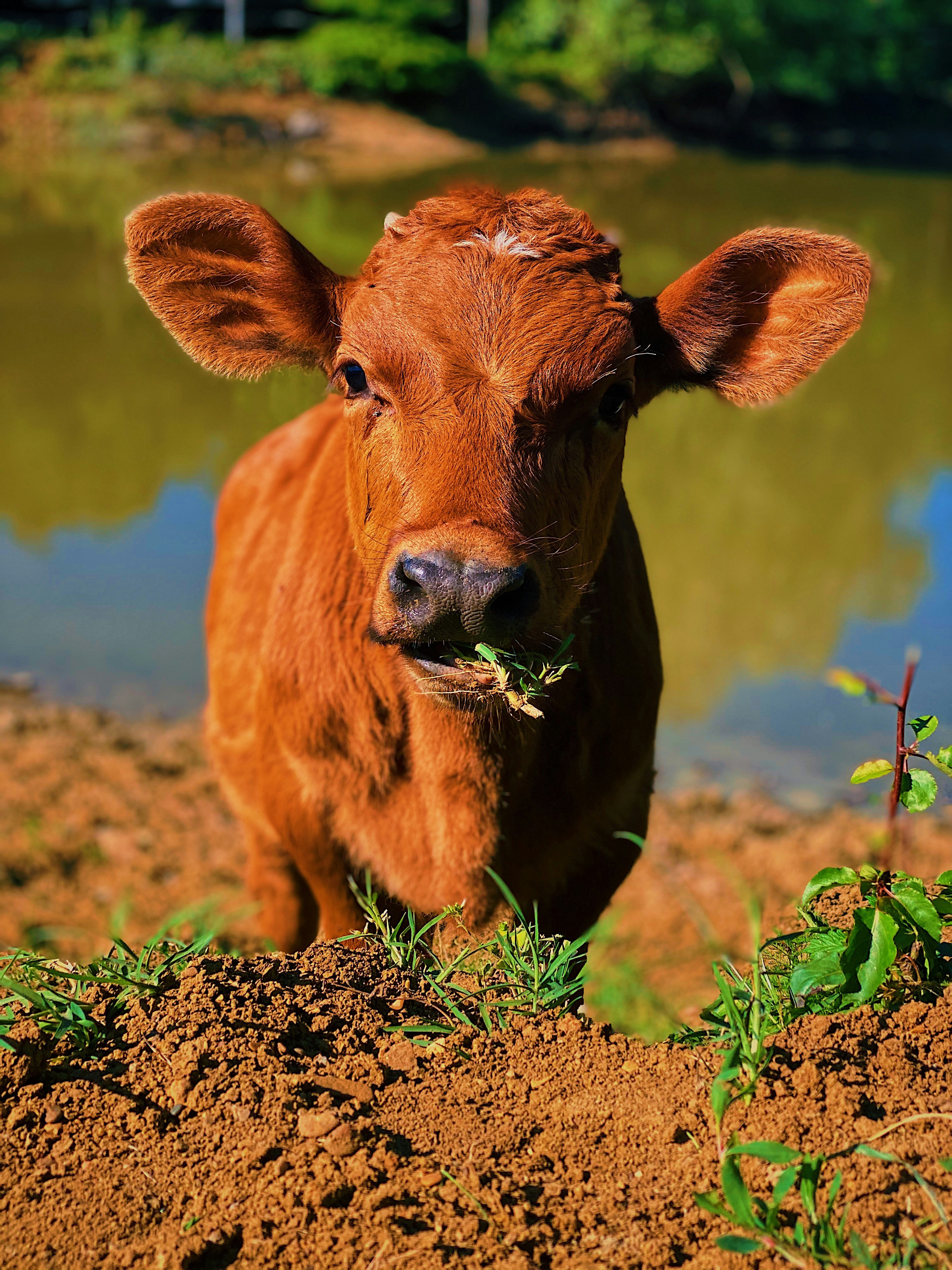 Curious Jersey: A Grazing Moment by the Pond