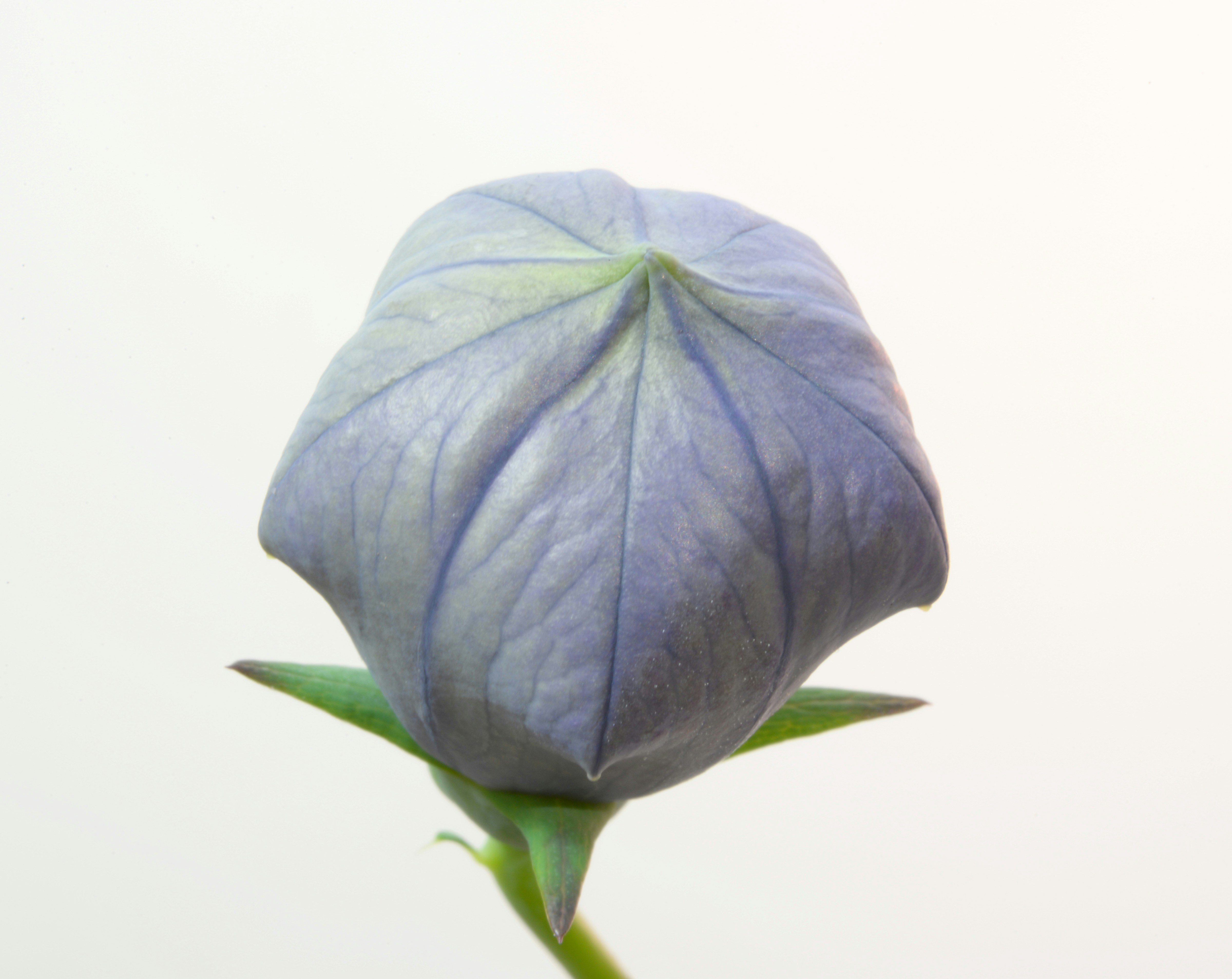 Azure Bud in Soft Backlight: a Minimalist Violet Capsule
