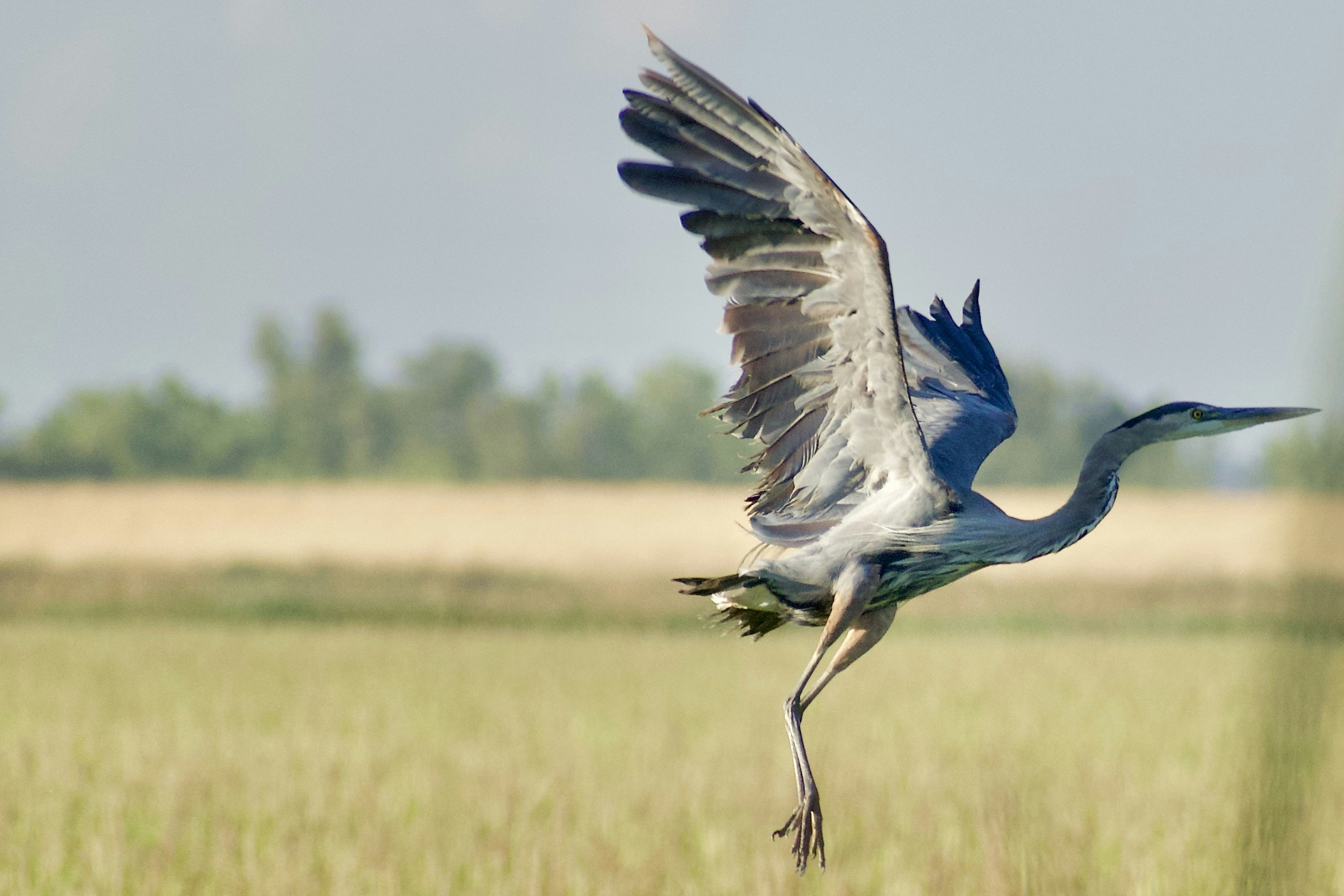 Heron in Flight: Stretch of Golden Field