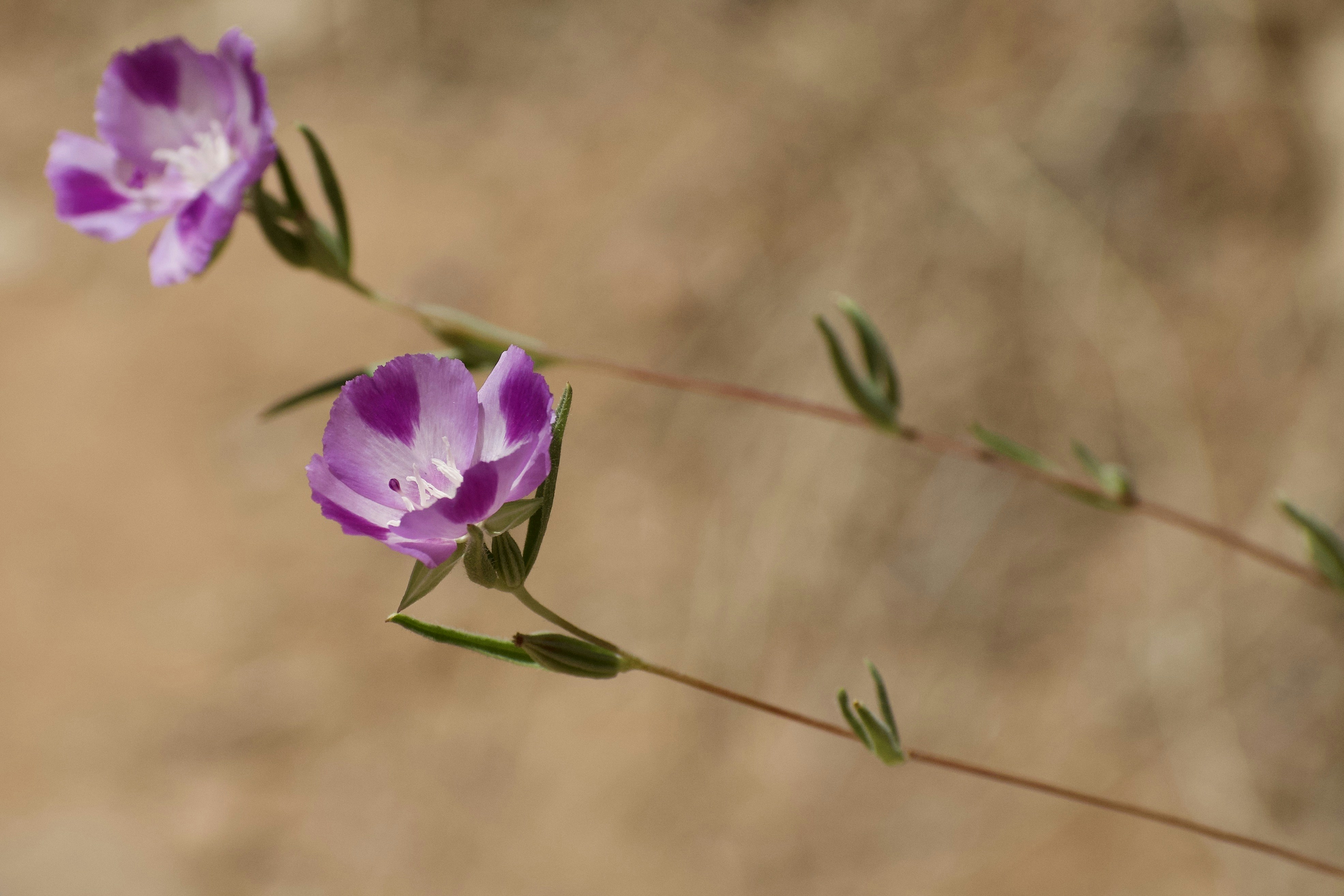 Two purple flowers with white accents gracefully sway against a blurred earthy background.