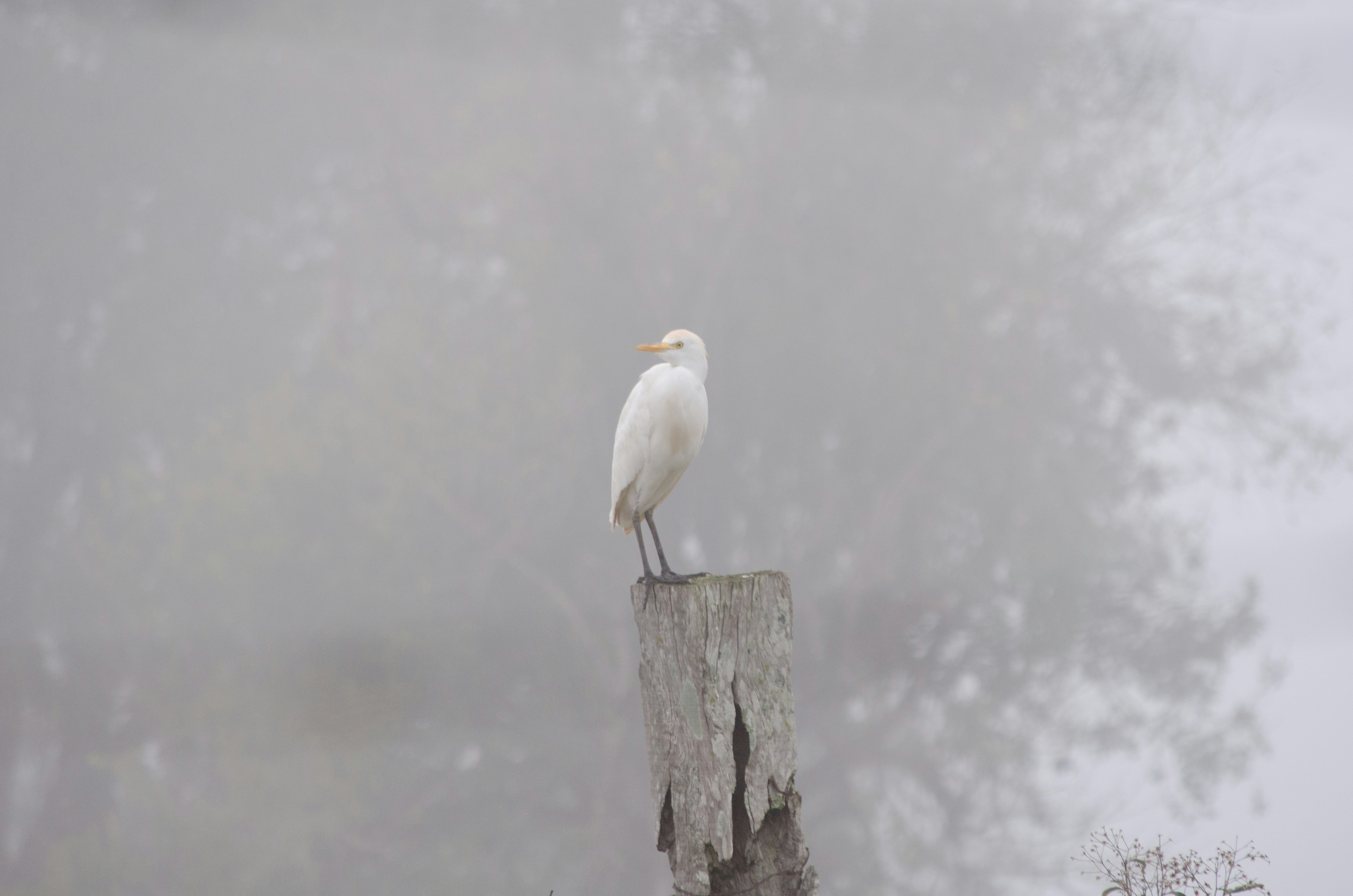 Mist-Soaked Perch: A Solitary Egret in Fog-Draped Wetlands