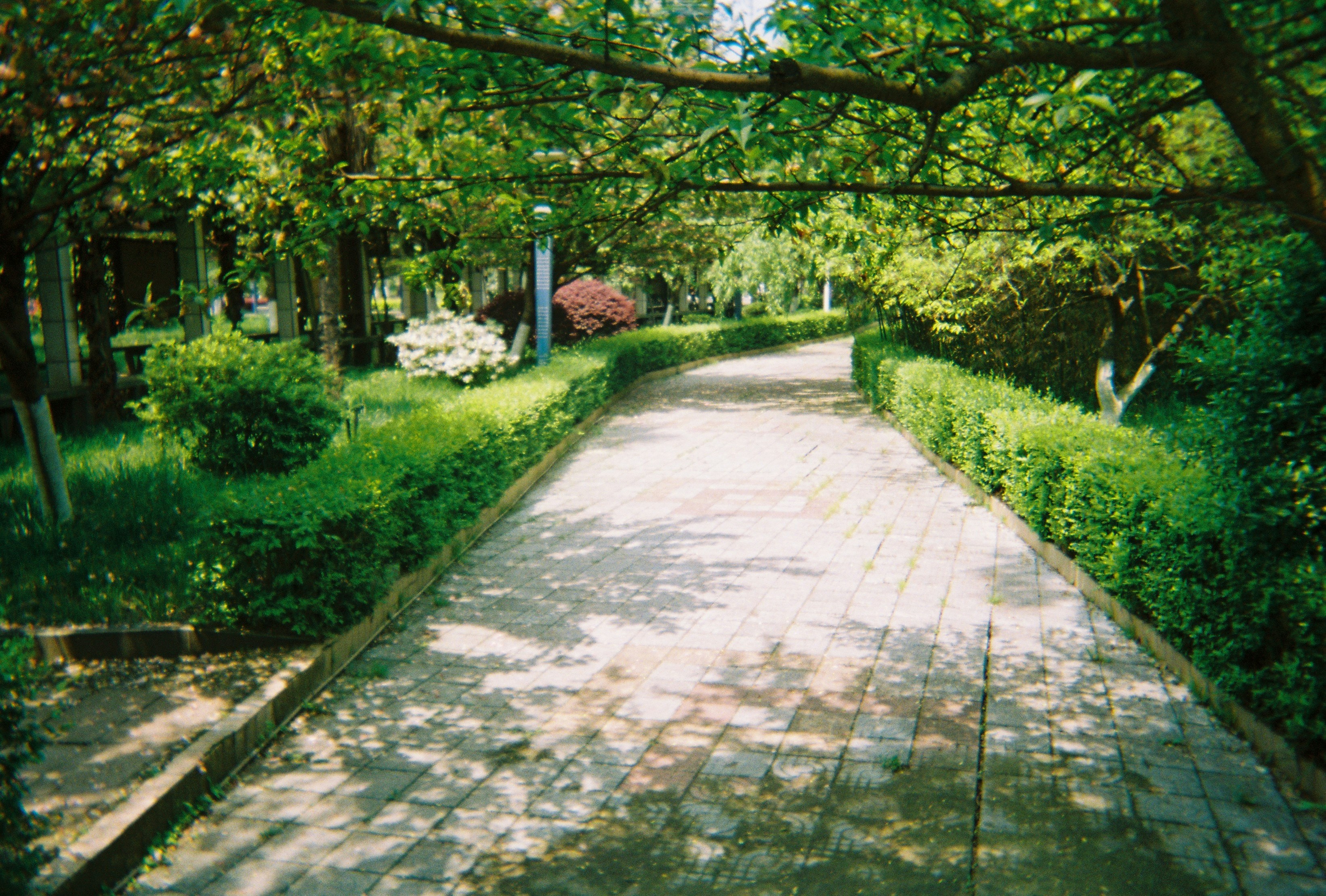 A winding pathway flanked by lush greenery and blooming flowers, inviting a tranquil stroll through a vibrant garden.
